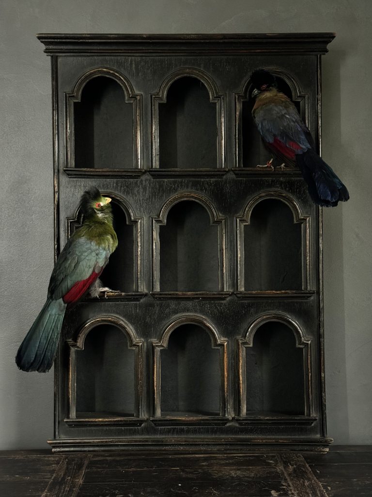 Mounted turacos on cabinet of curiosities. - BEAST Interiors