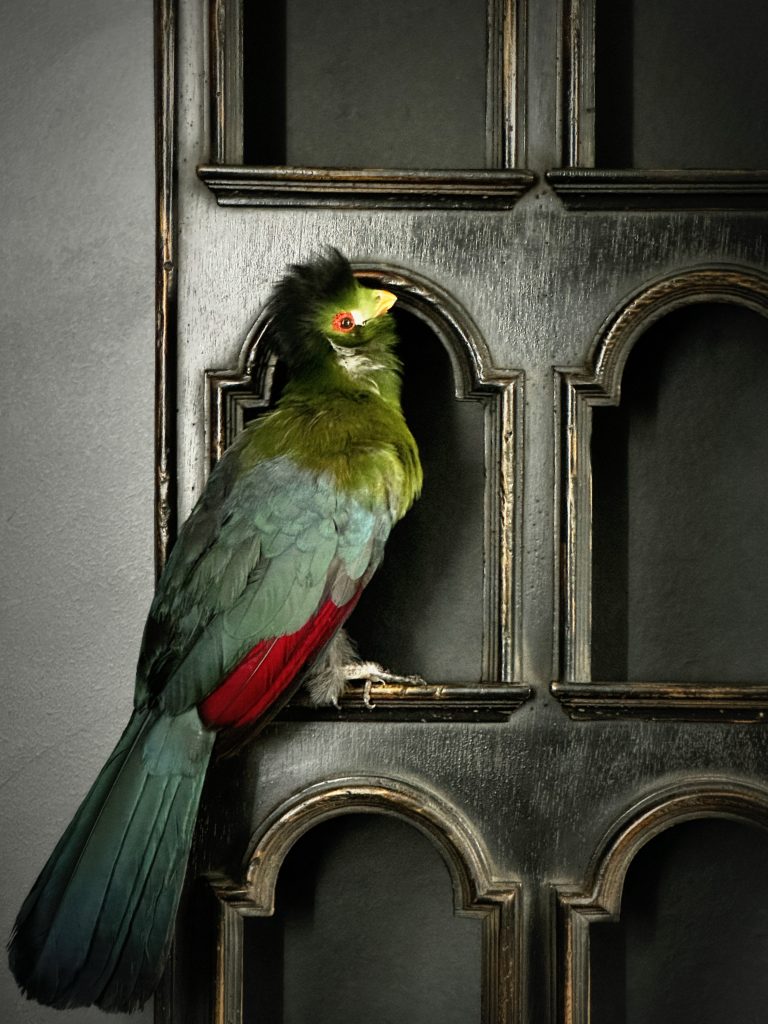 Mounted turacos on cabinet of curiosities. - BEAST Interiors