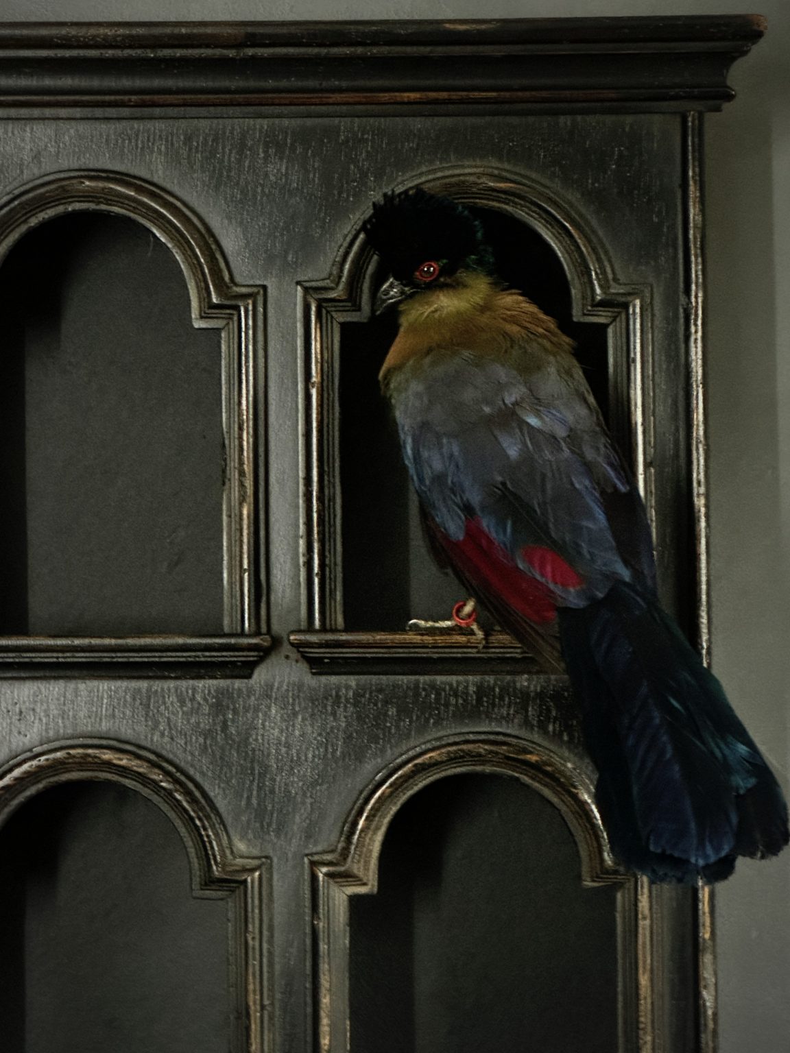 Mounted turacos on cabinet of curiosities. - BEAST Interiors