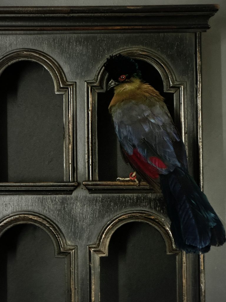 Mounted turacos on cabinet of curiosities. - BEAST Interiors