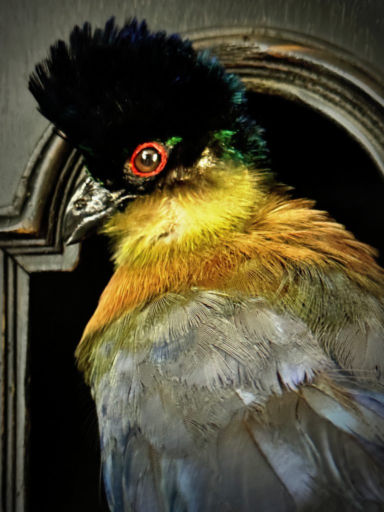 Mounted turacos on cabinet of curiosities. - BEAST Interiors