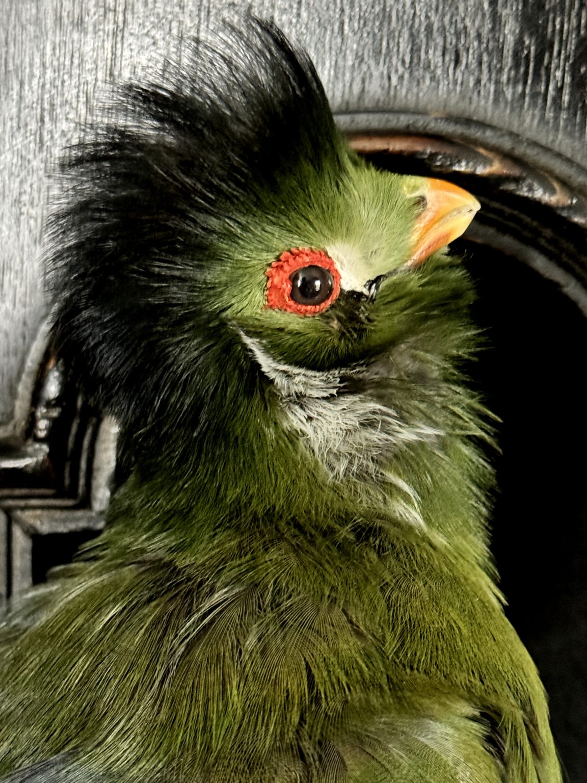 Mounted turacos on cabinet of curiosities. - BEAST Interiors