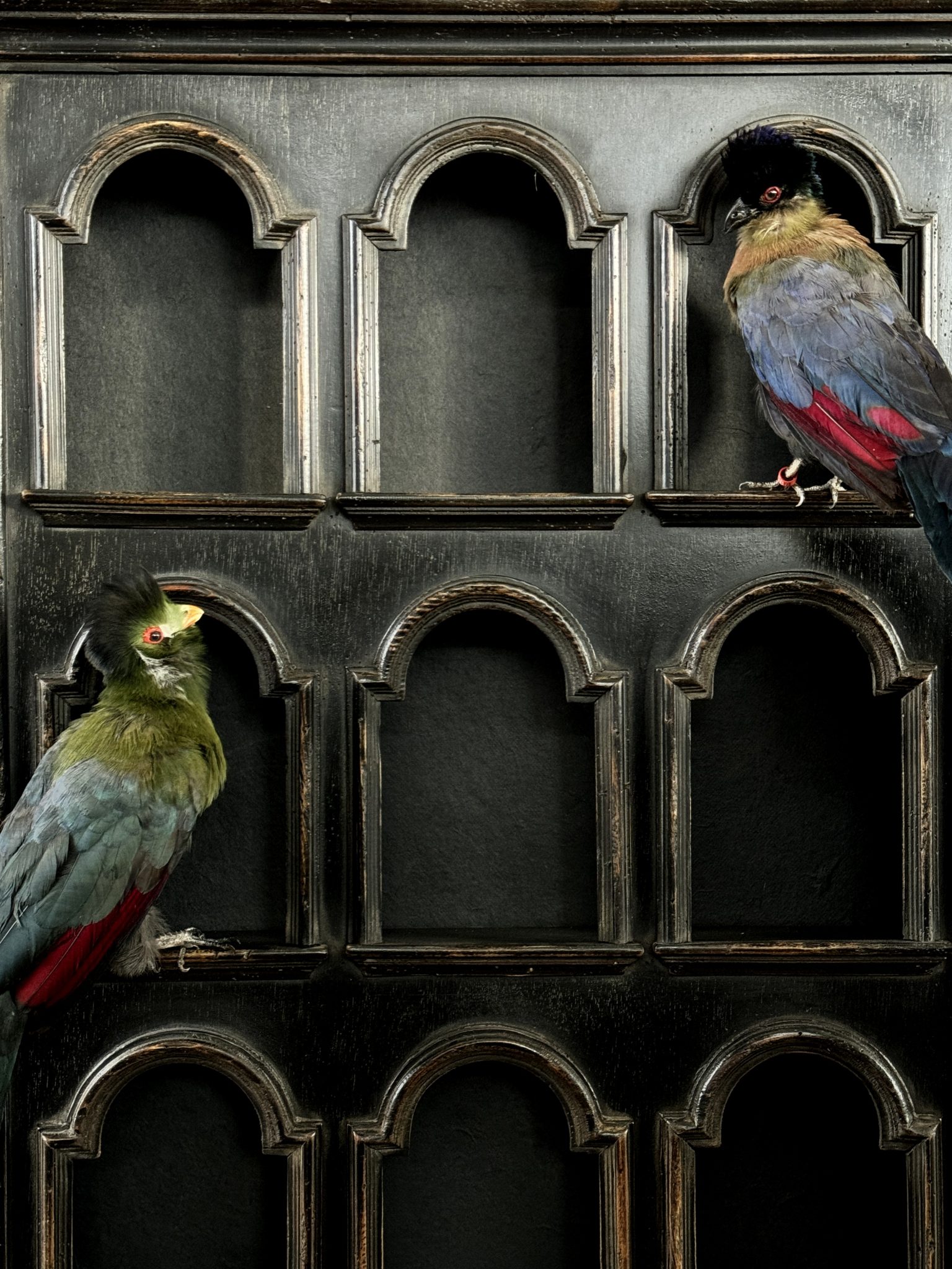 Mounted turacos on cabinet of curiosities. - BEAST Interiors