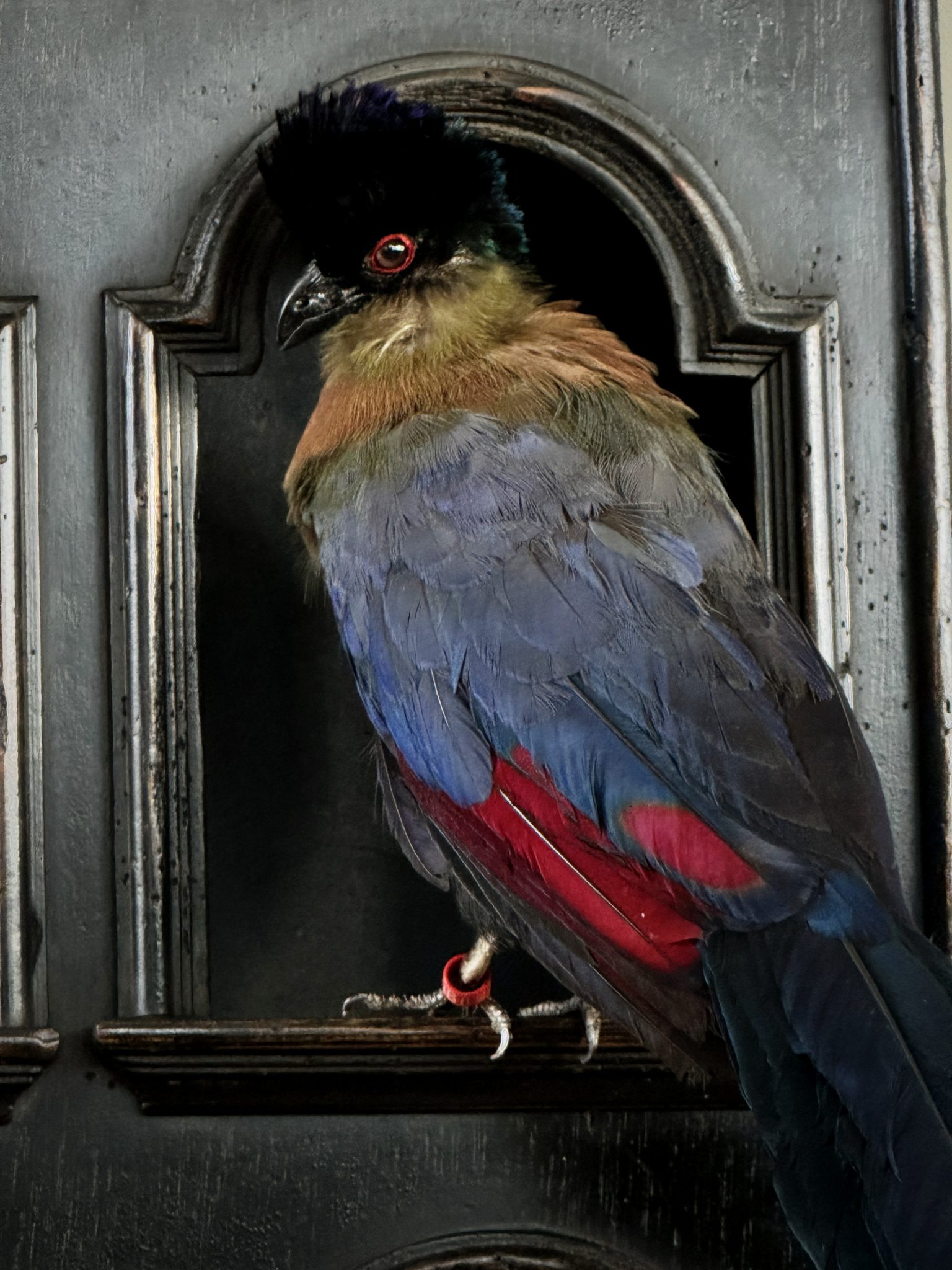 Mounted turacos on cabinet of curiosities. - BEAST Interiors