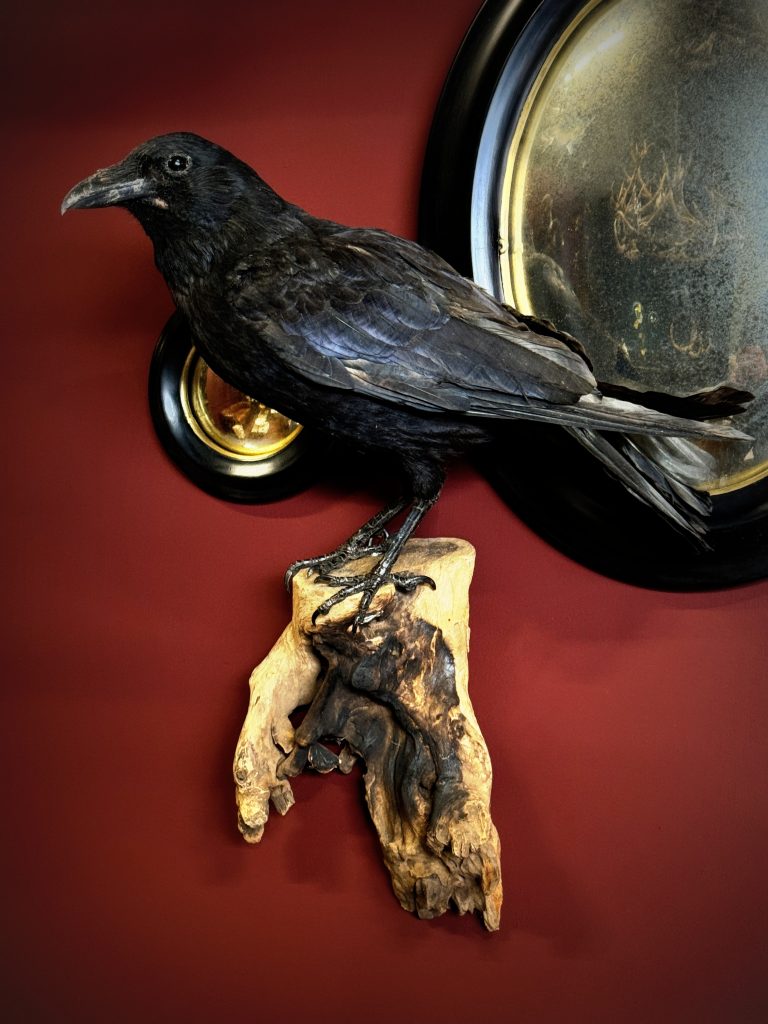 Mounted crow - BEAST Interiors