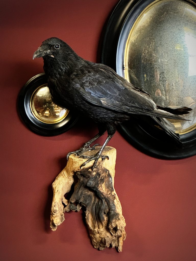 Mounted crow - BEAST Interiors