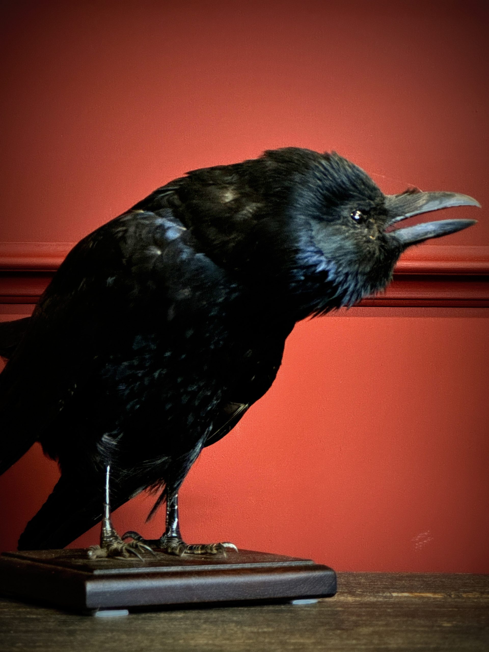 Mounted crow - BEAST Interiors