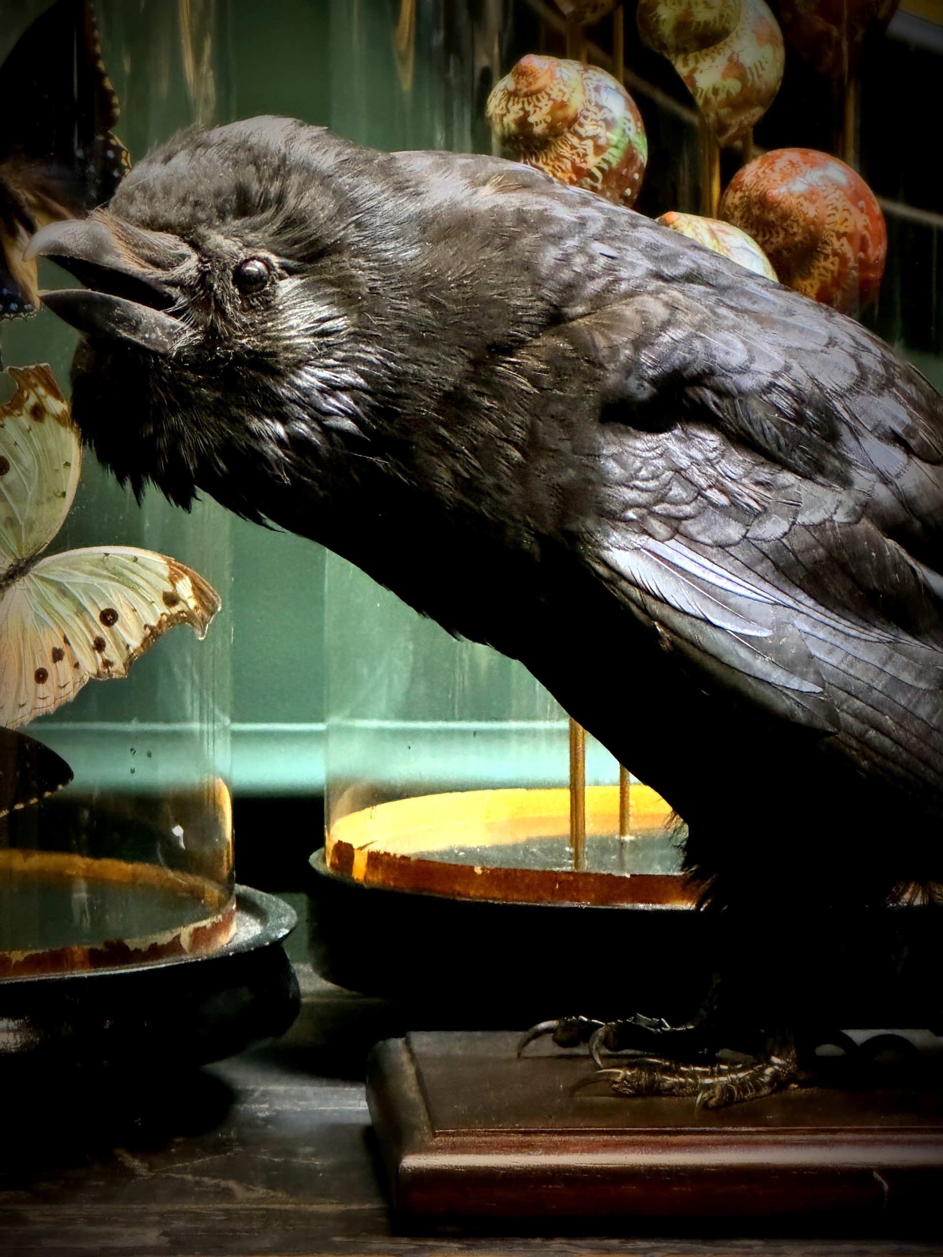 Opgezette kraai - BEAST Interiors