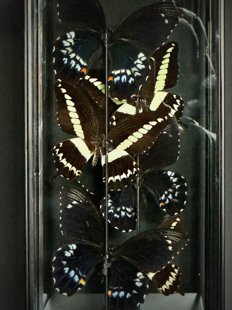 Modern display case with butterflies - BEAST Interiors