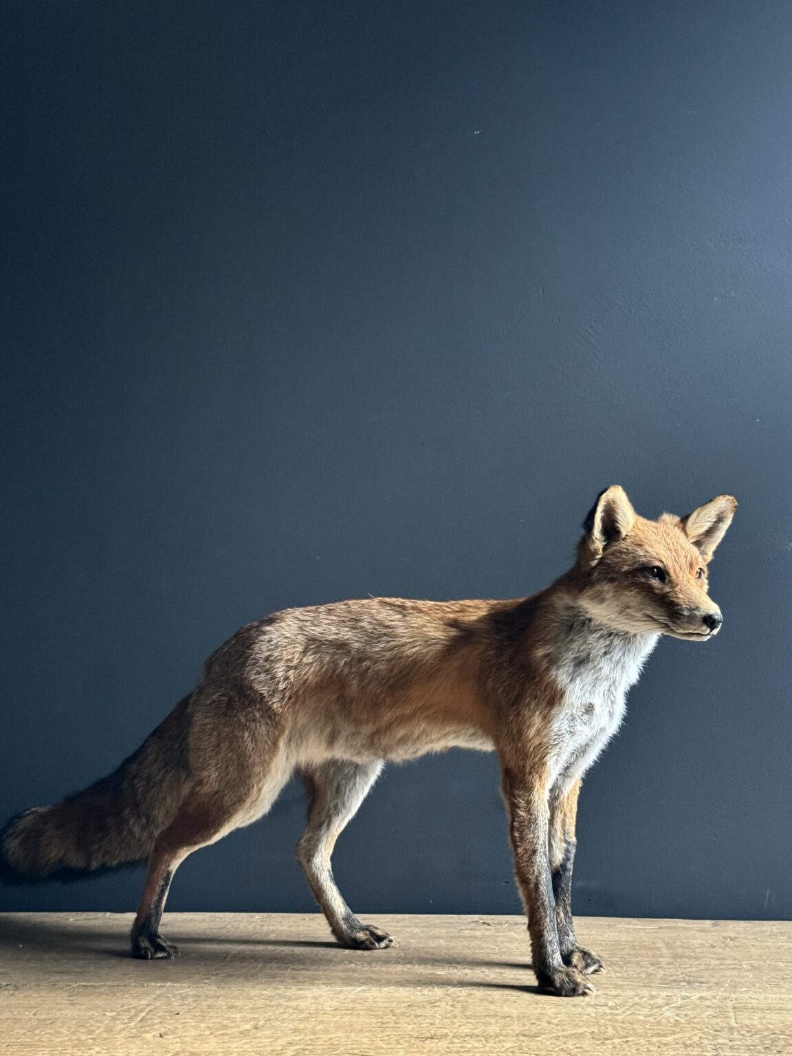 Mounted fox - BEAST Interiors