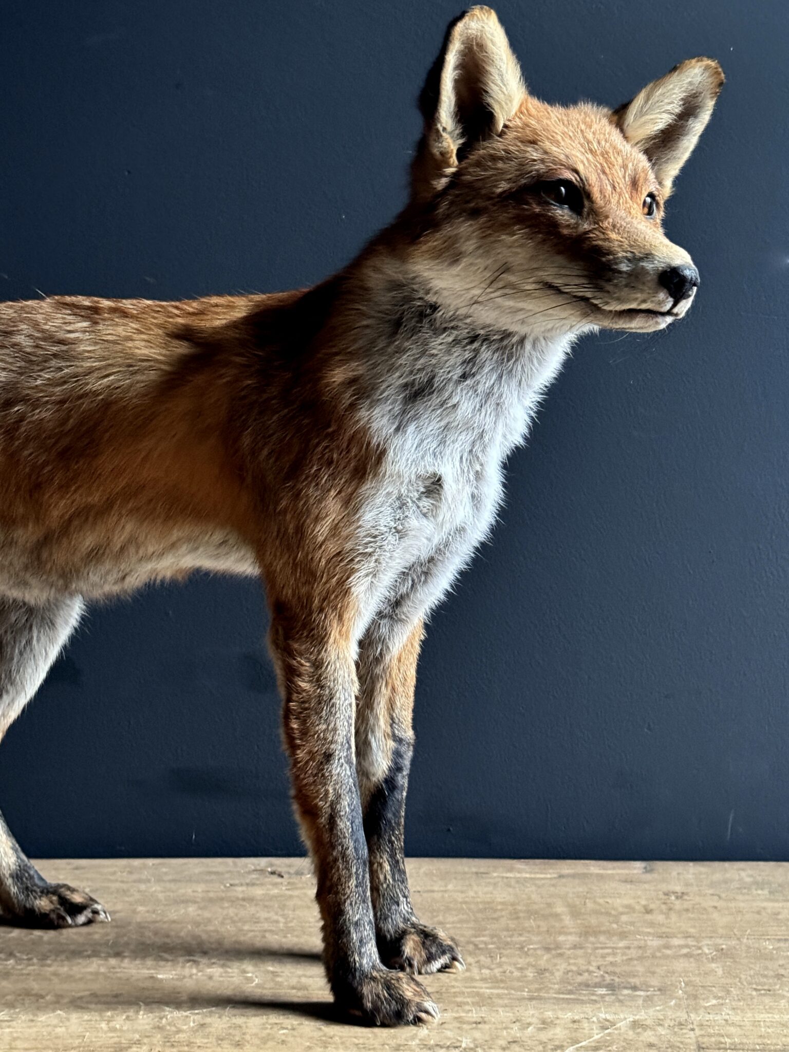 Mounted fox - BEAST Interiors