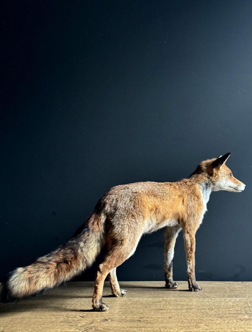 Mounted fox - BEAST Interiors