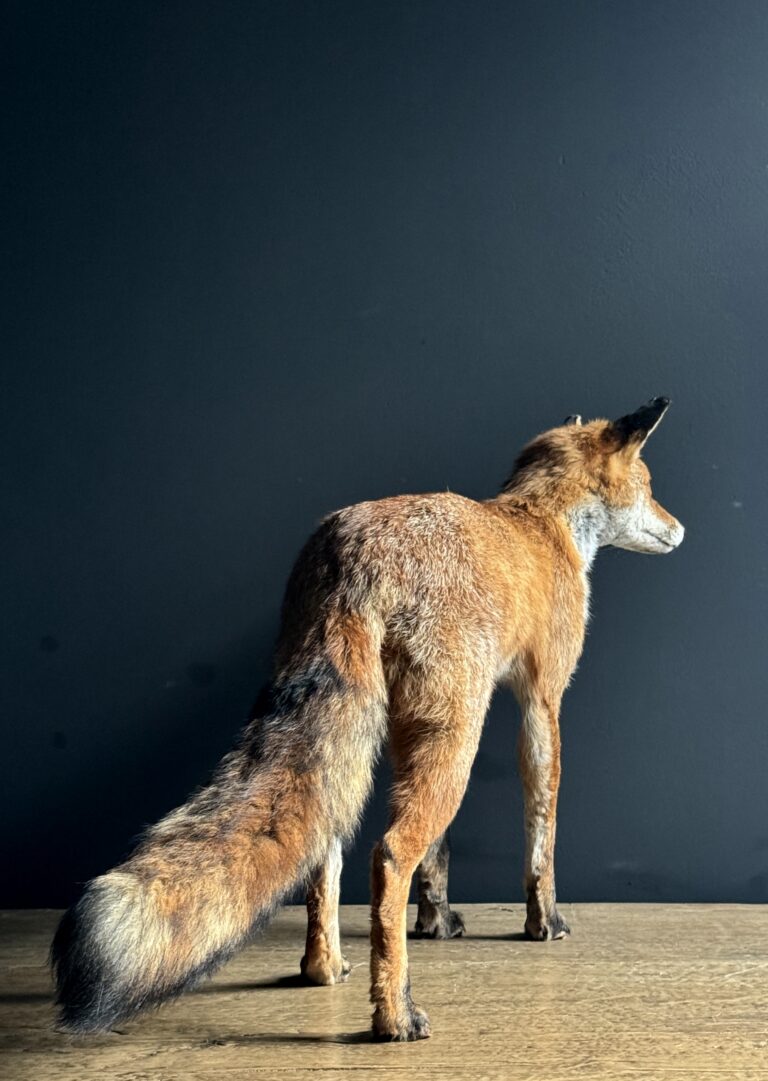 Mounted fox - BEAST Interiors