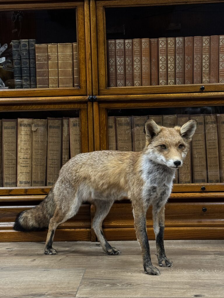 Mounted fox - BEAST Interiors