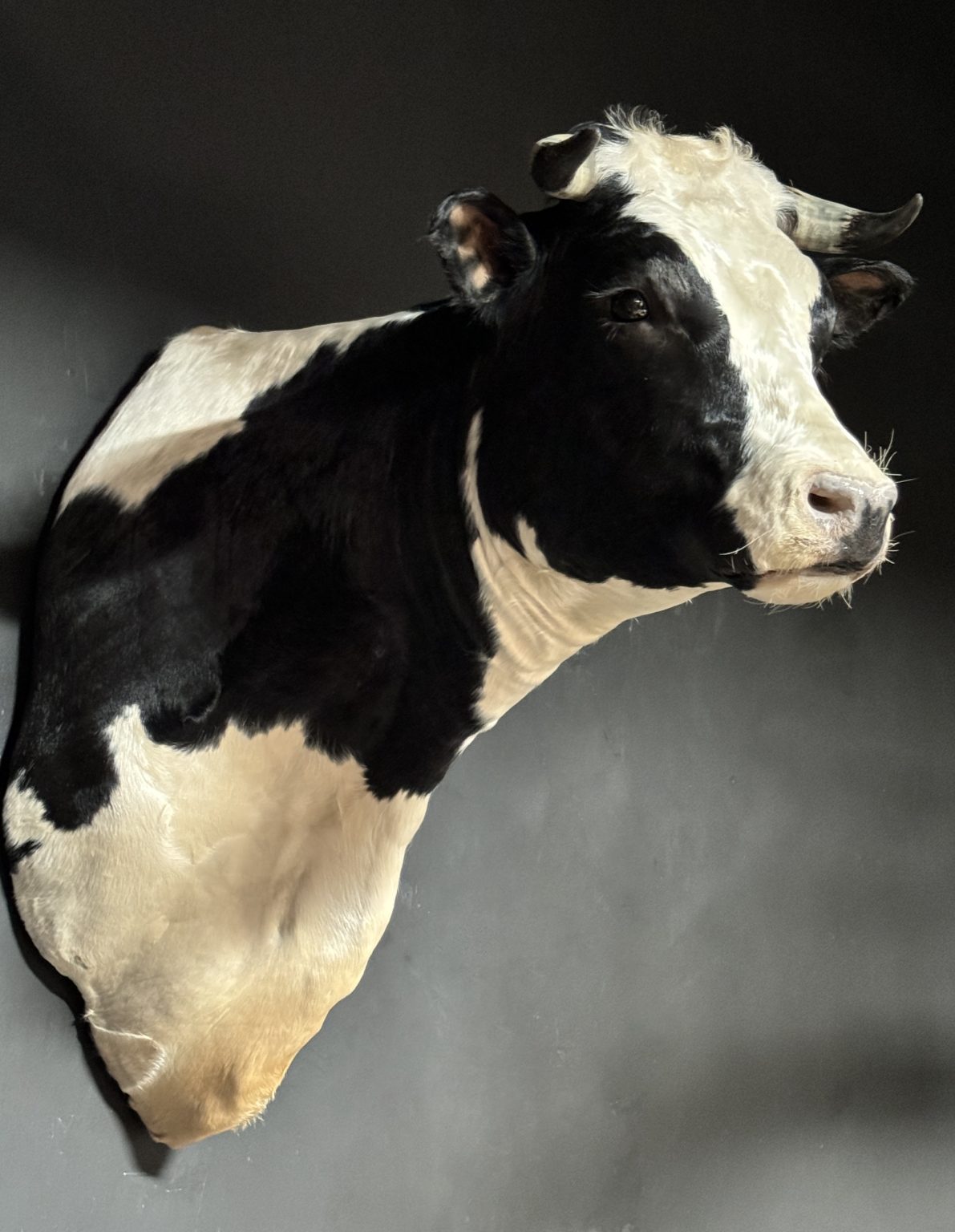 Mounted head of a cow - BEAST Interiors