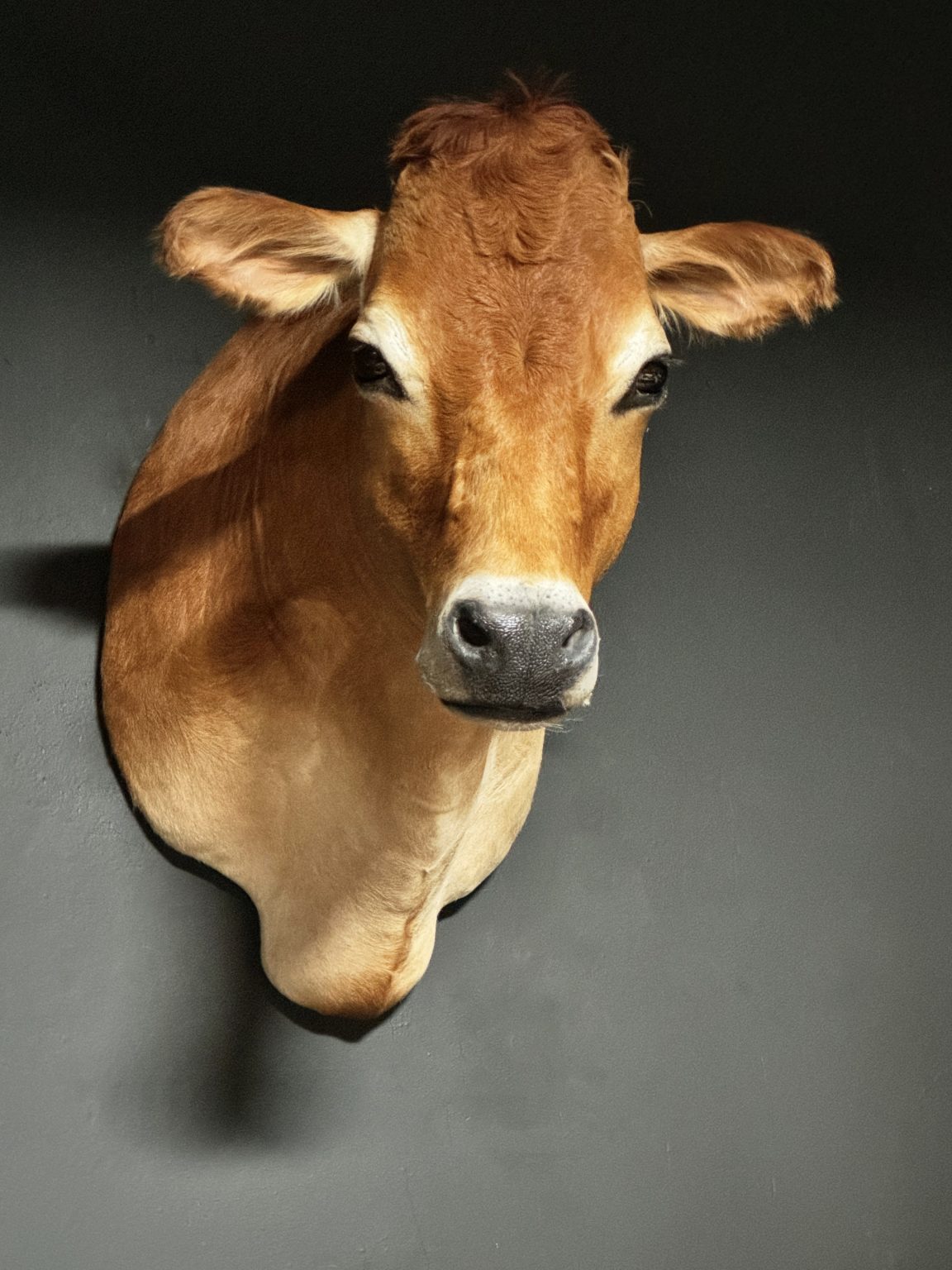Mounted head of a cow - BEAST Interiors