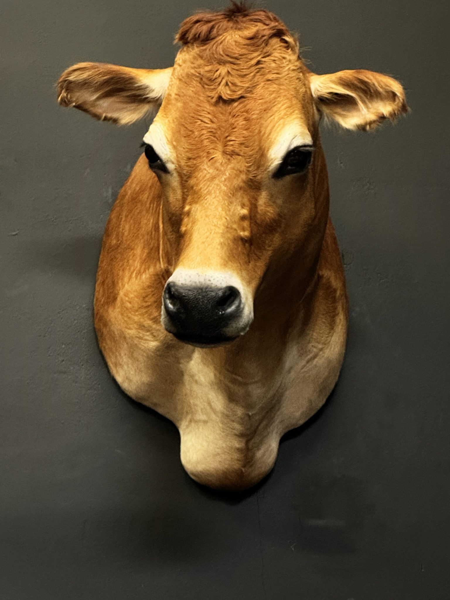 Mounted head of a cow - BEAST Interiors