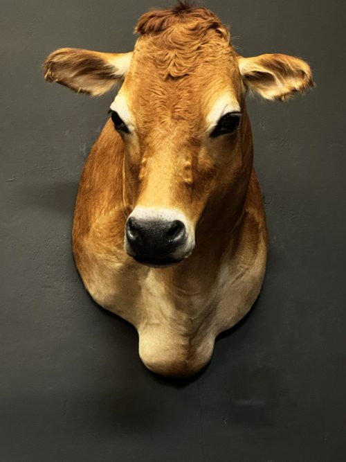 Mounted head of a cow - BEAST Interiors