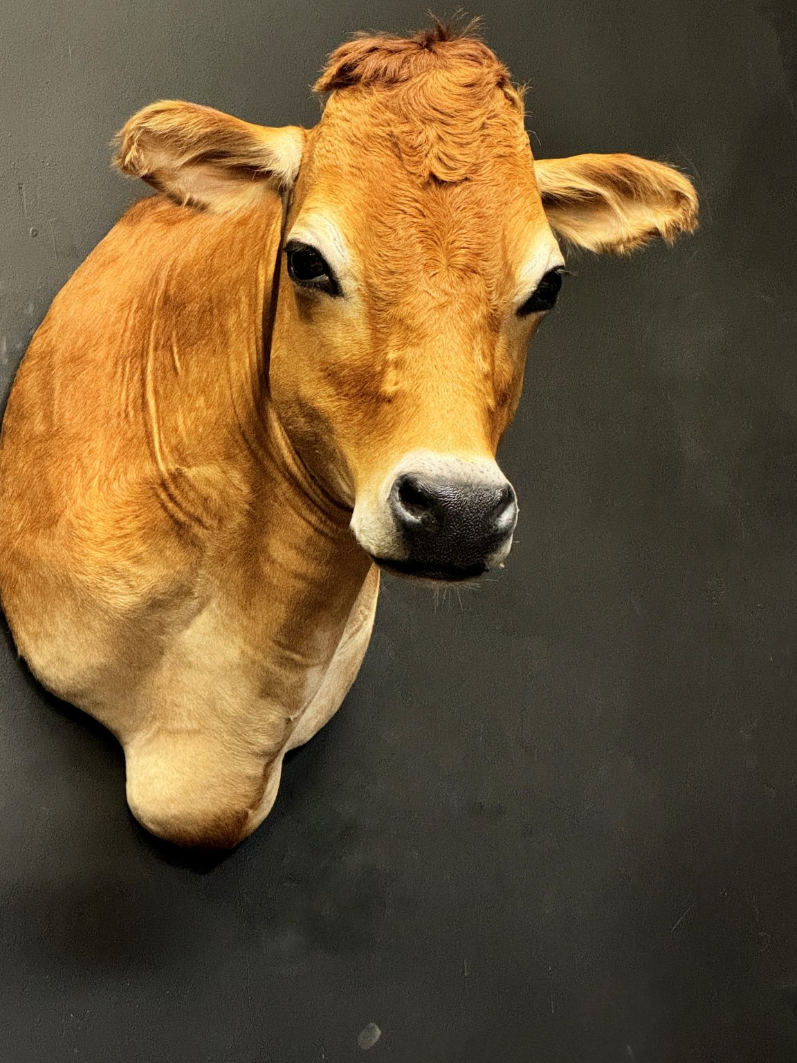 Mounted head of a cow - BEAST Interiors