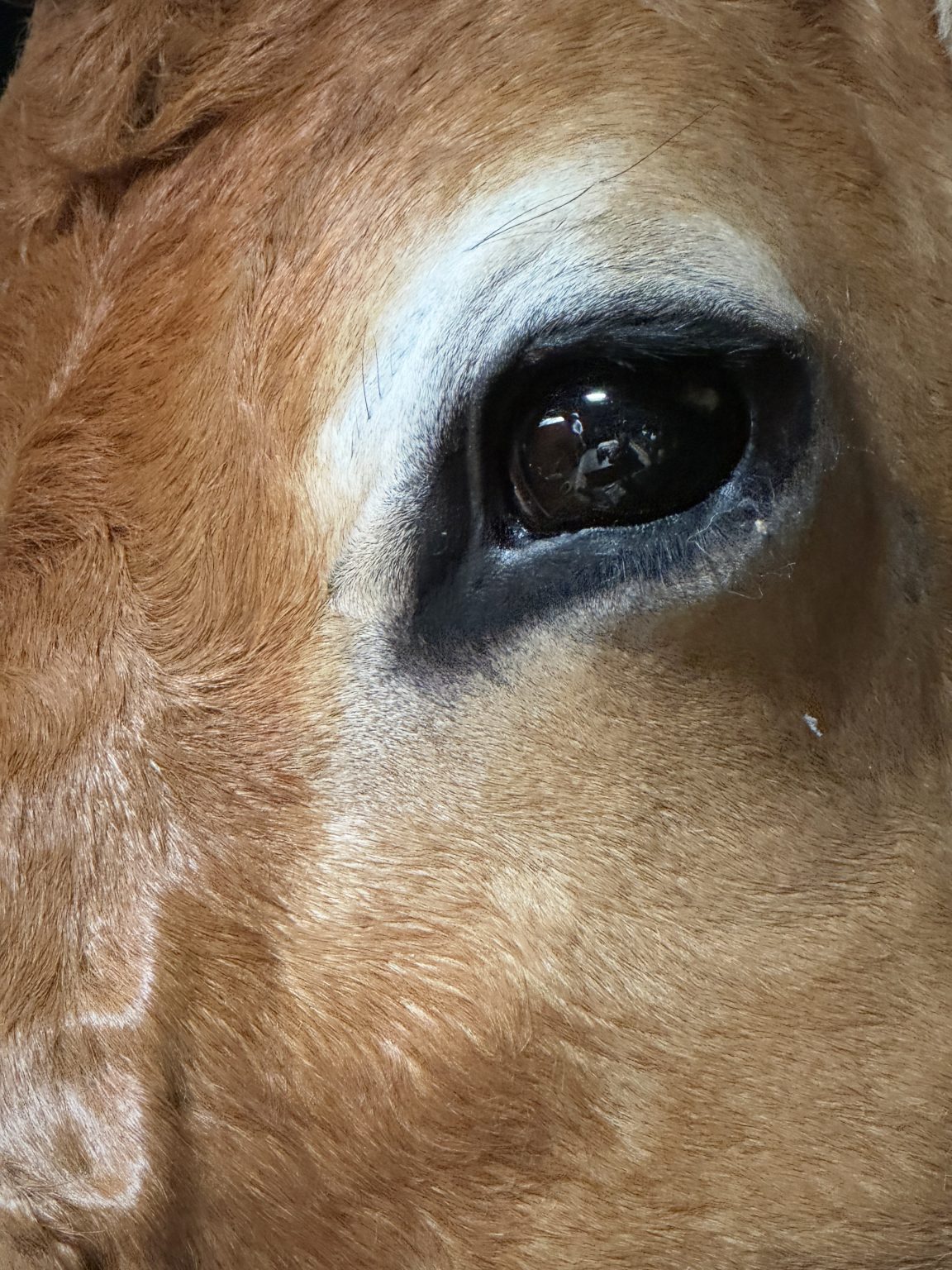 Mounted head of a cow - BEAST Interiors