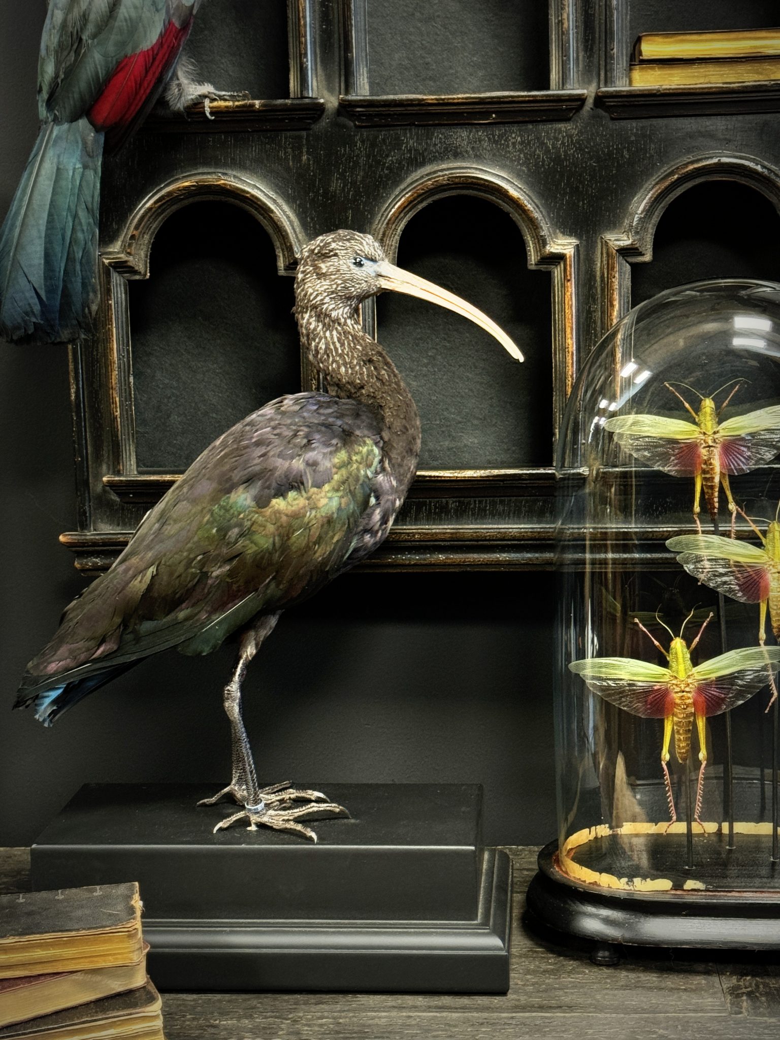 Taxidermy black ibis - BEAST Interiors