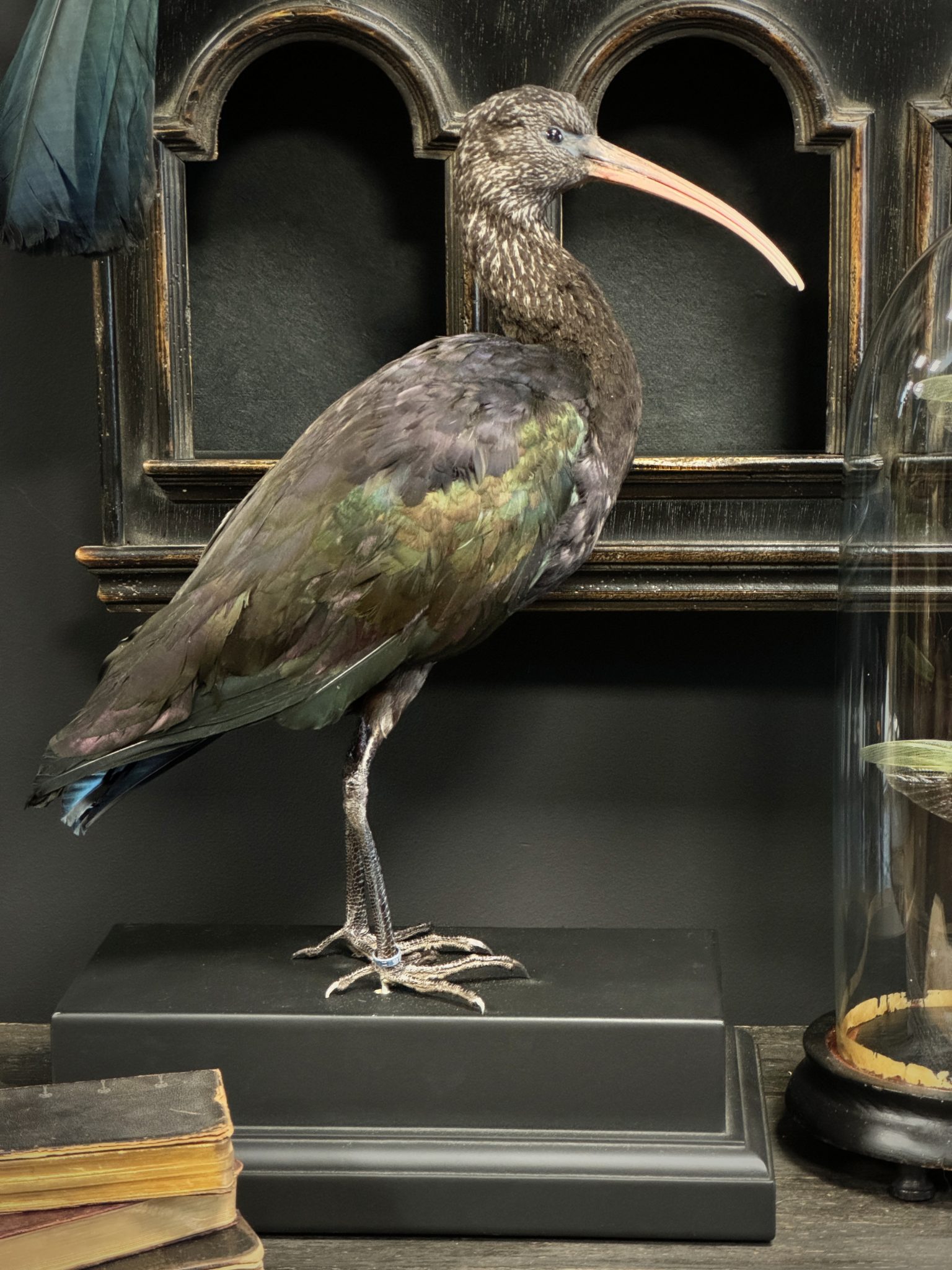 Taxidermy black ibis - BEAST Interiors