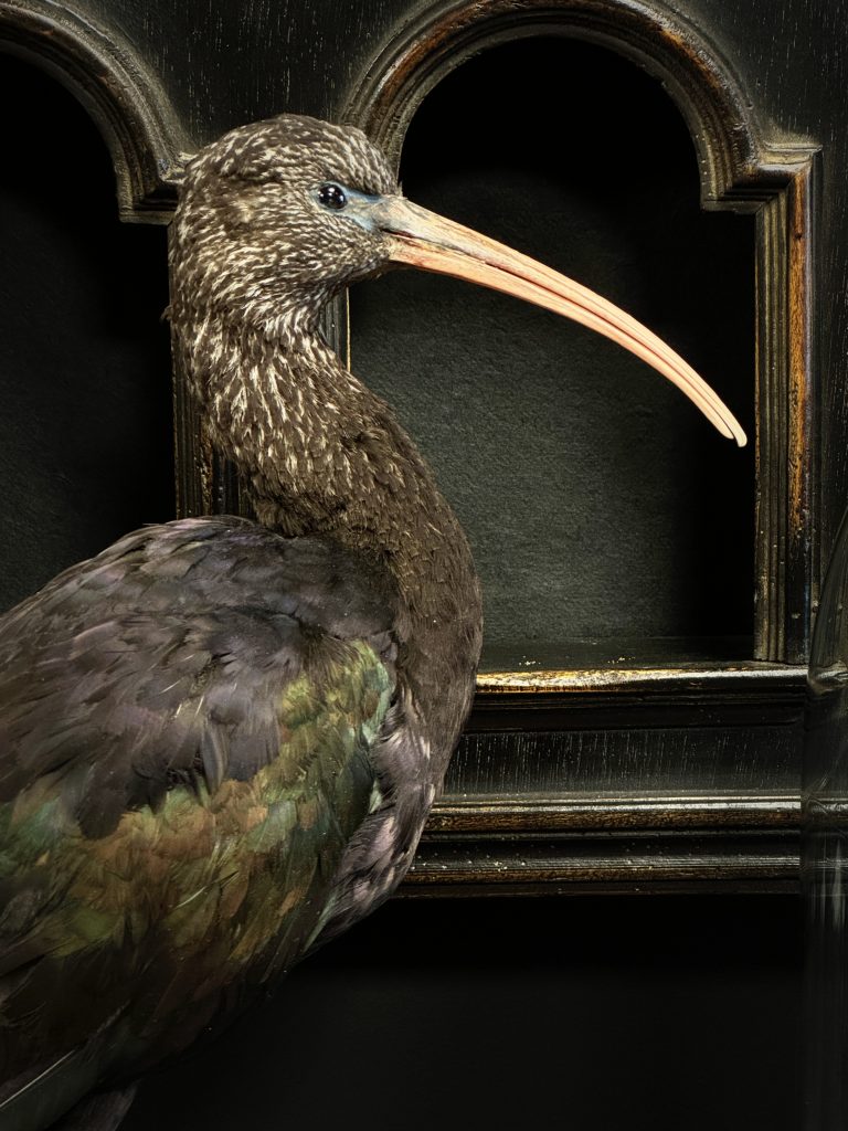 Taxidermy black ibis - BEAST Interiors
