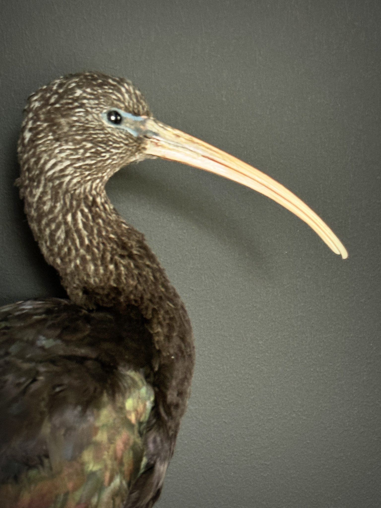 Taxidermy black ibis - BEAST Interiors
