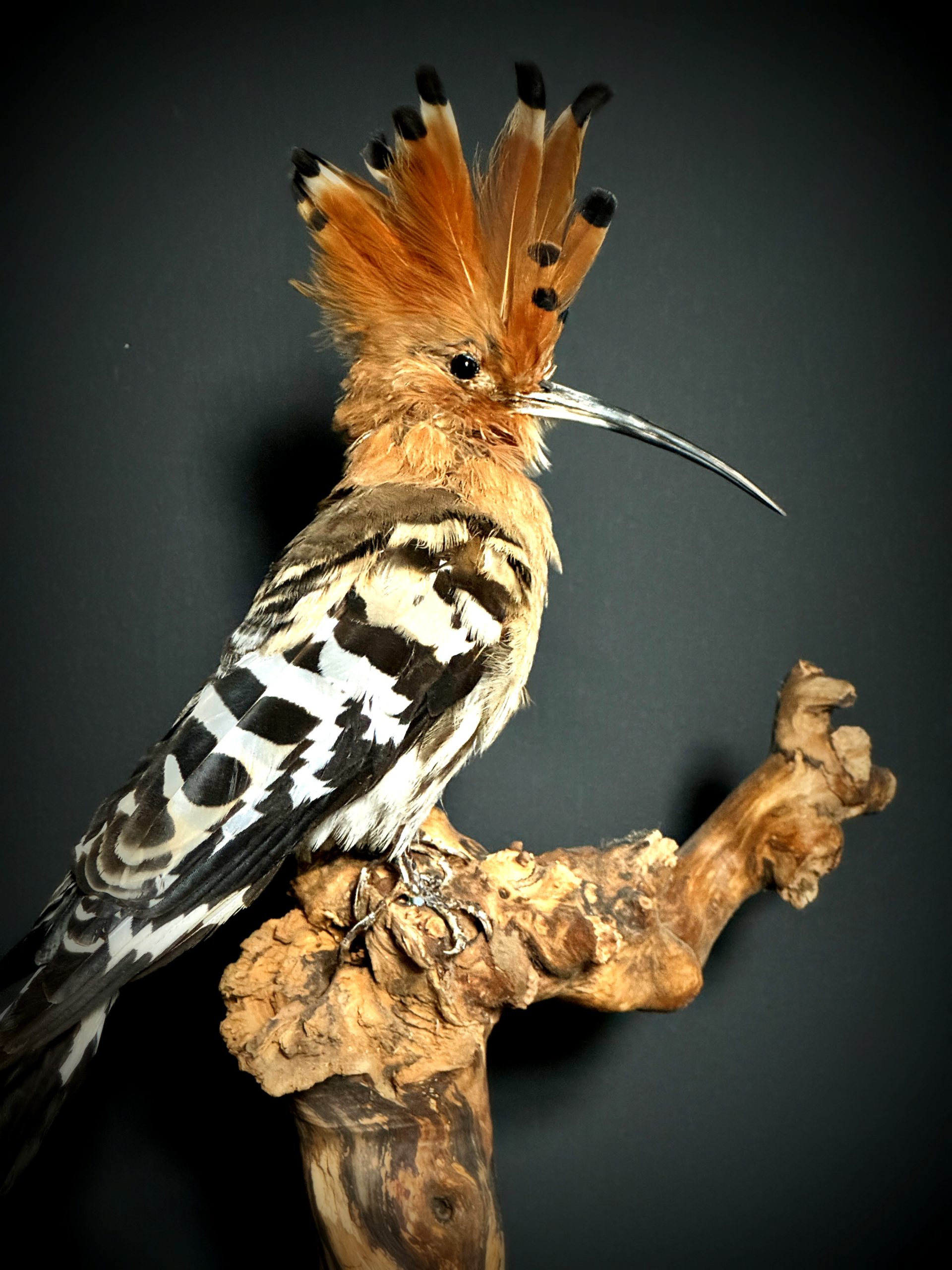 Taxidermy black ibis - BEAST Interiors