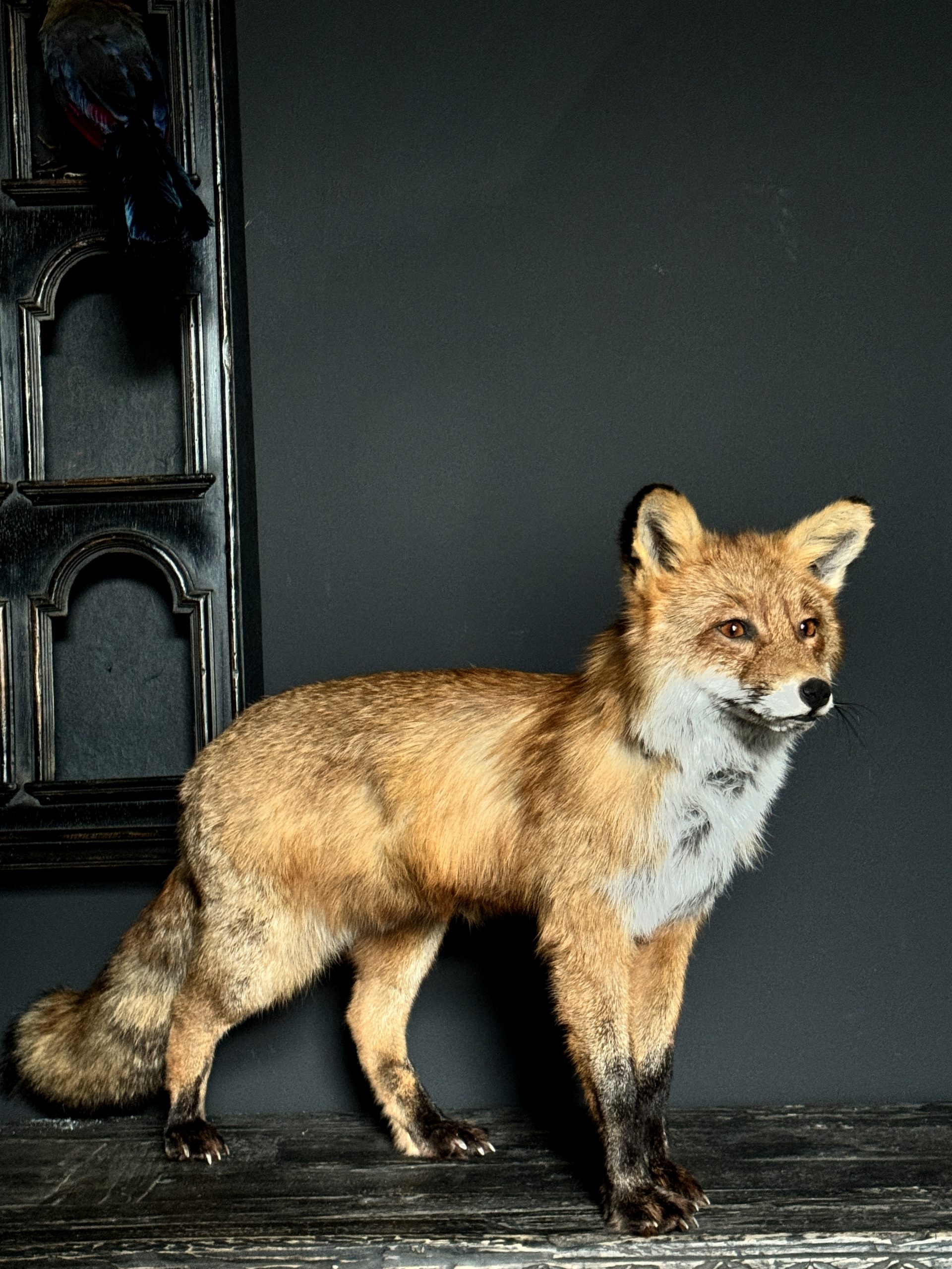 Mounted fox - BEAST Interiors