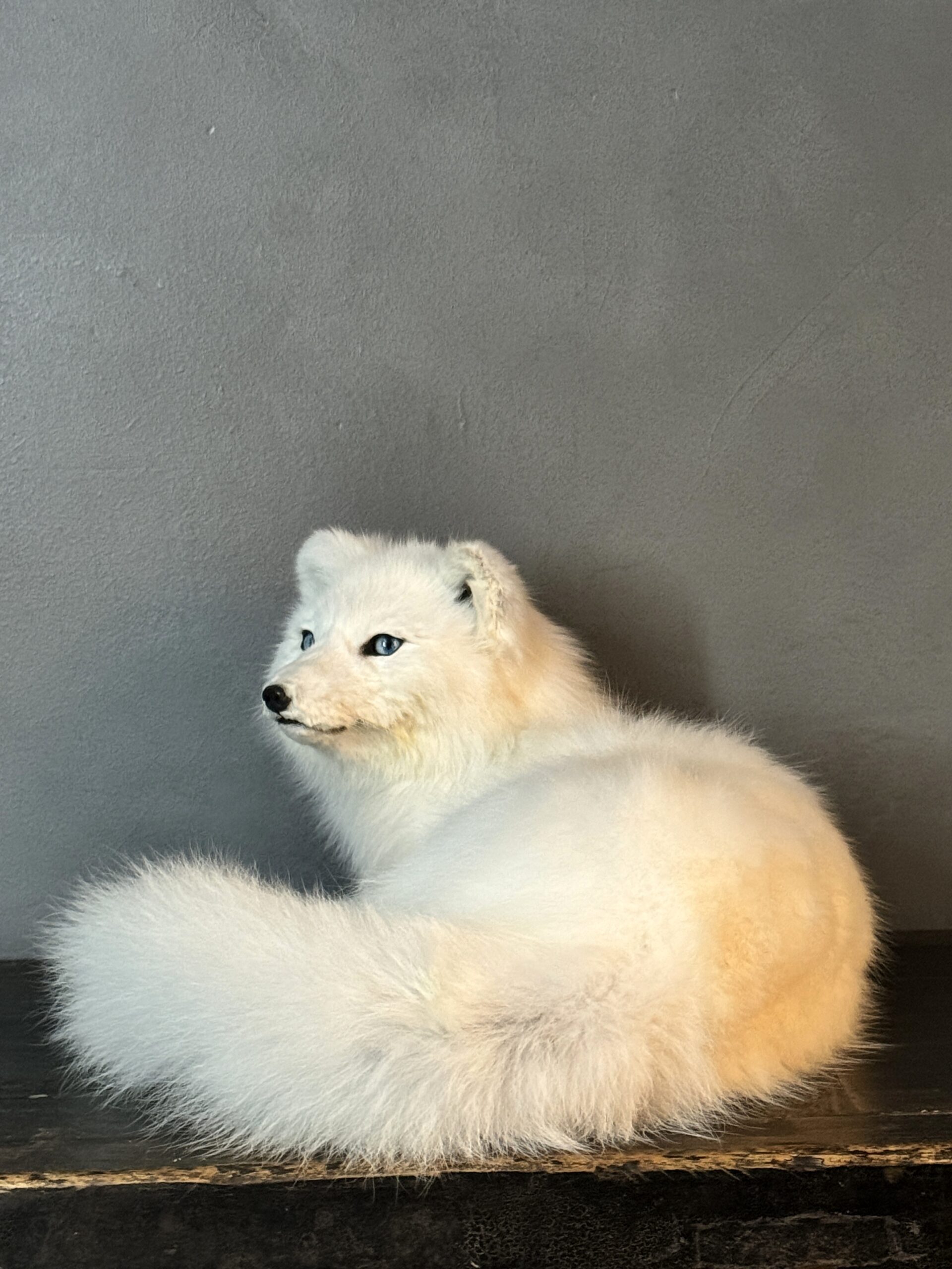 Opgezette Griel - BEAST Interiors