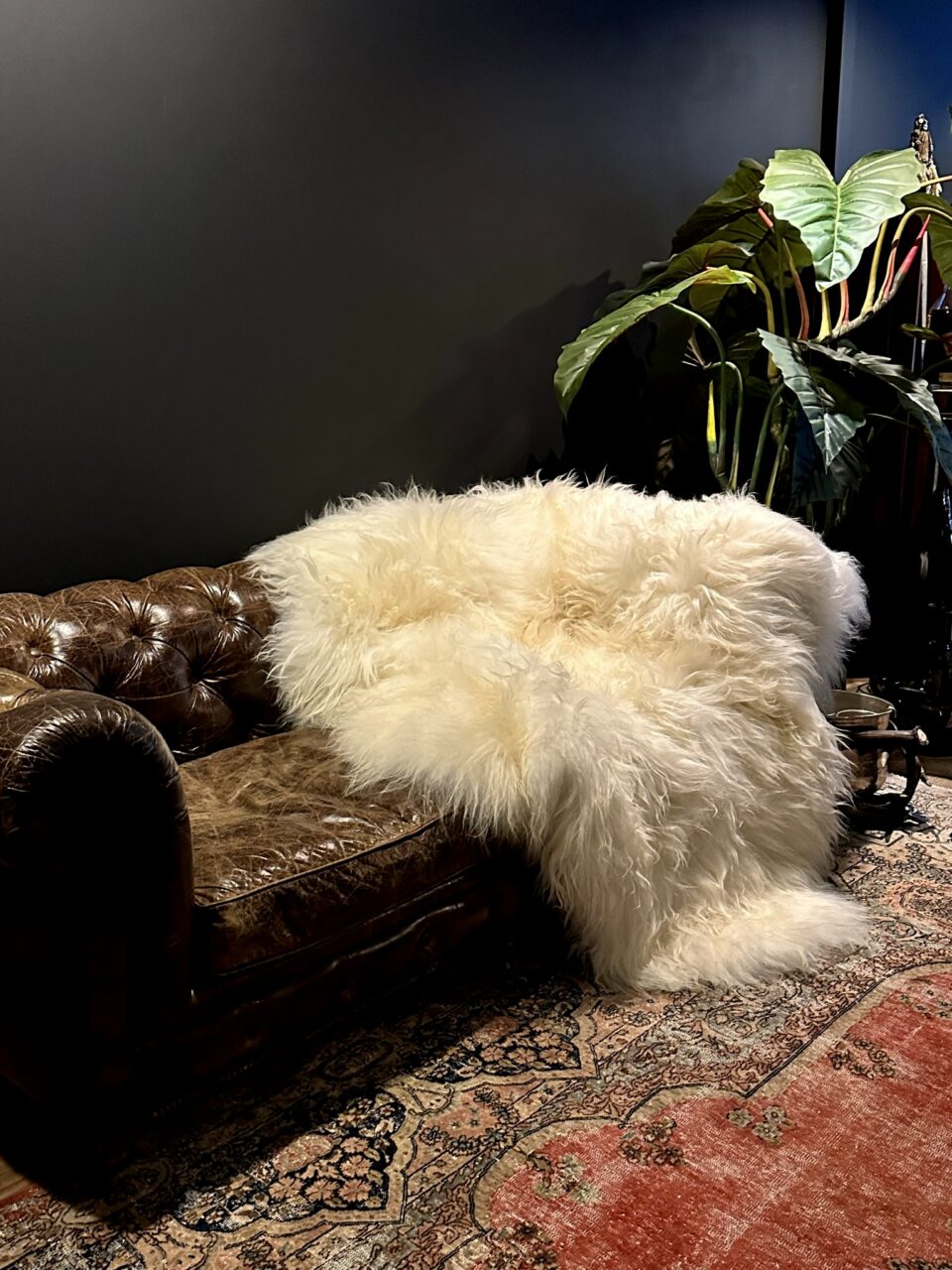 Taxidermy Swan - BEAST Interiors