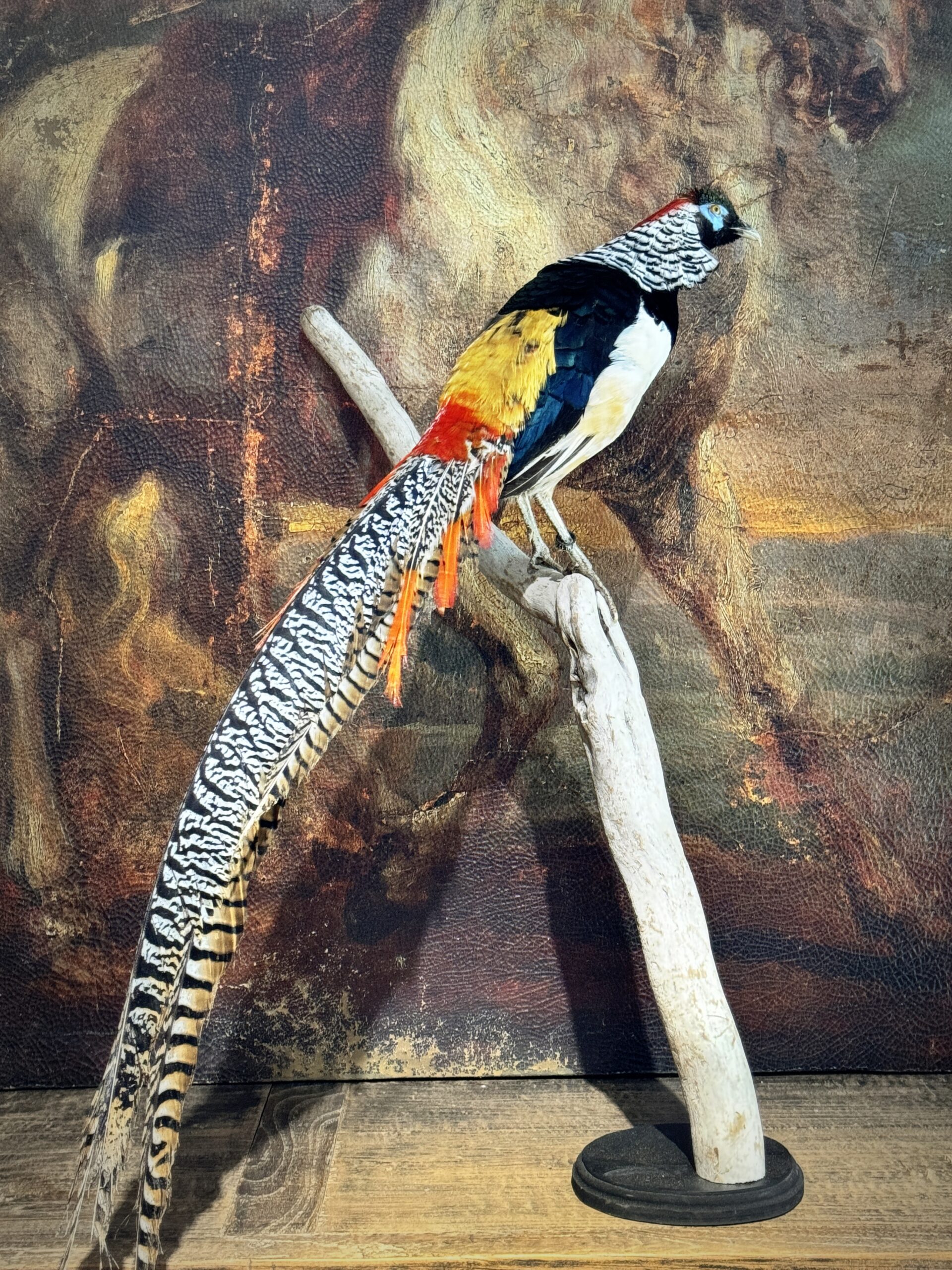 Lady Amherst pheasant - BEAST Interiors