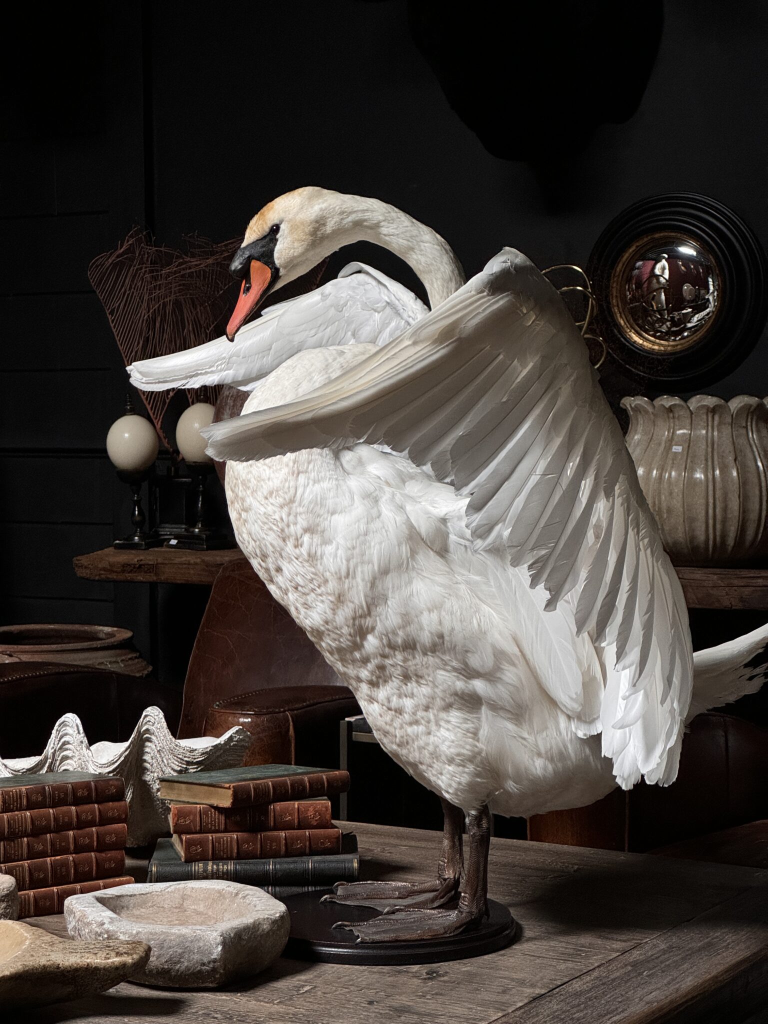 Taxidermy Swan - BEAST Interiors