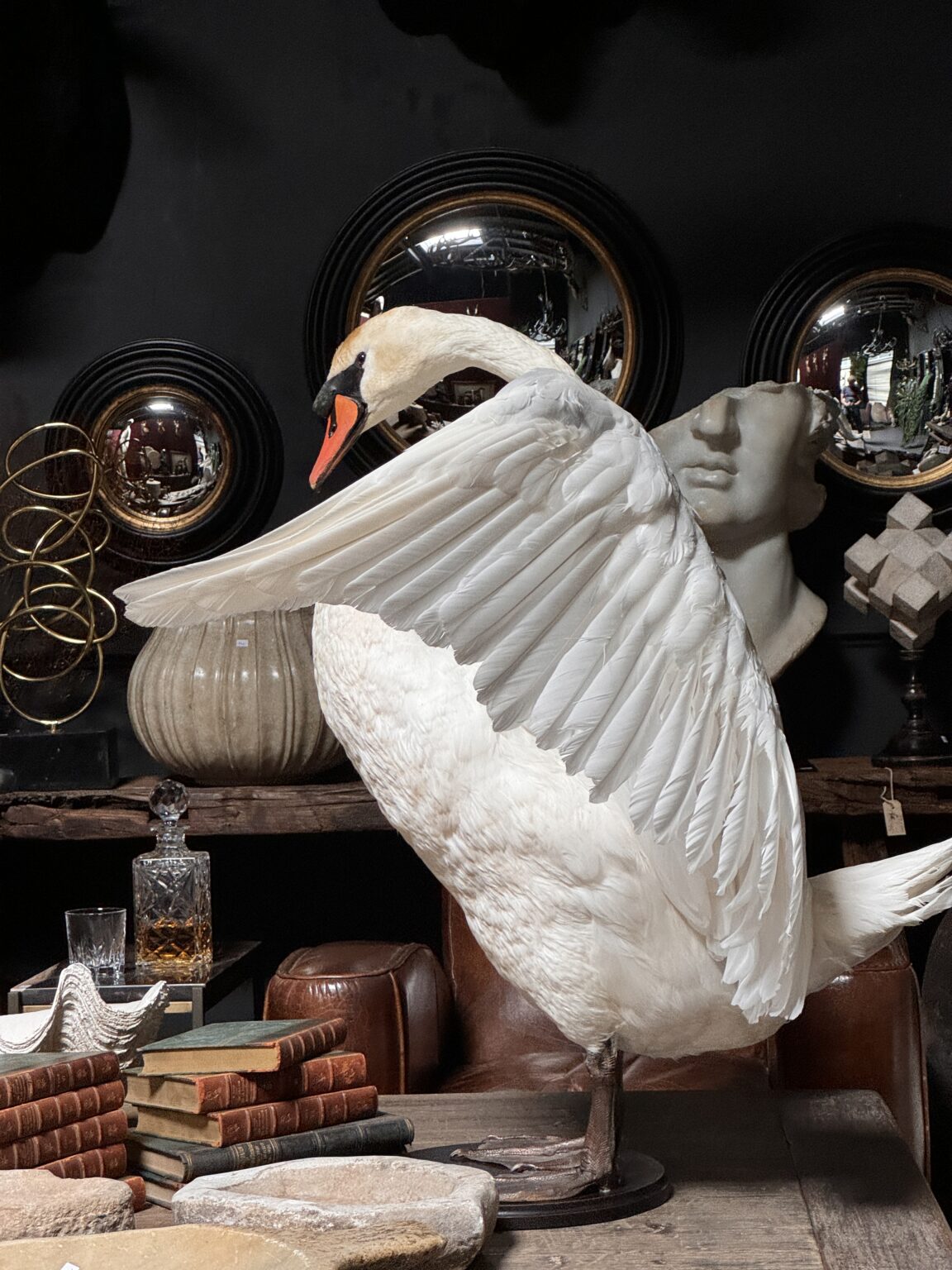 Taxidermy Swan - BEAST Interiors