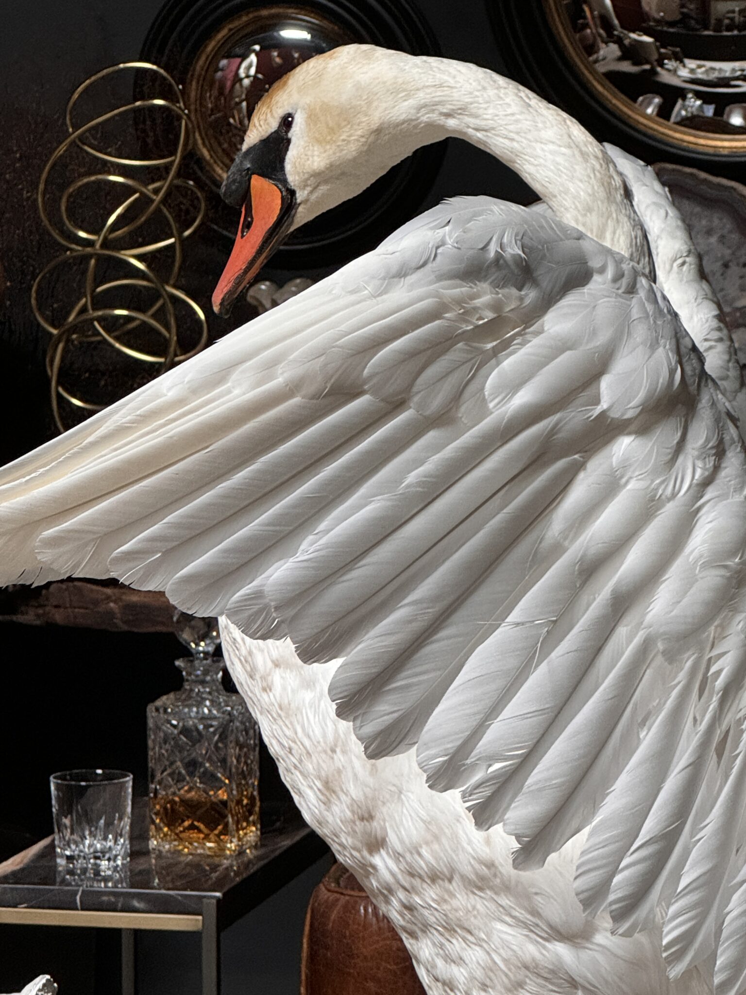 Taxidermy Swan - BEAST Interiors