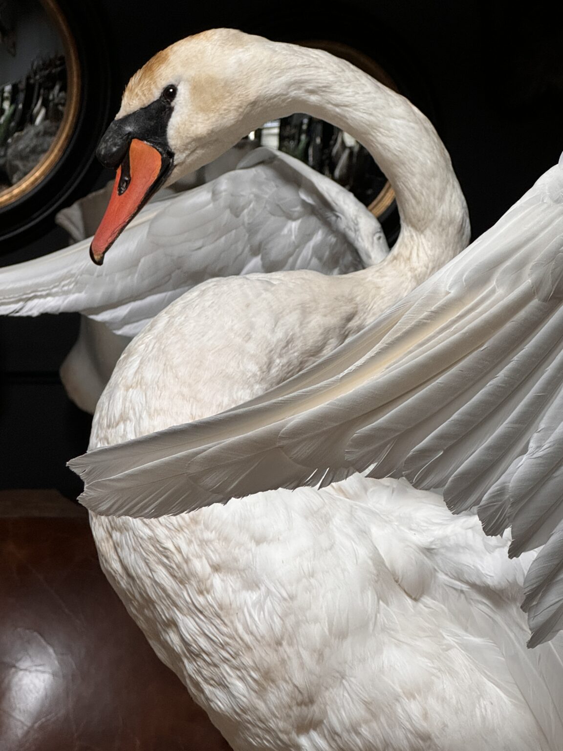 Taxidermy Swan - BEAST Interiors