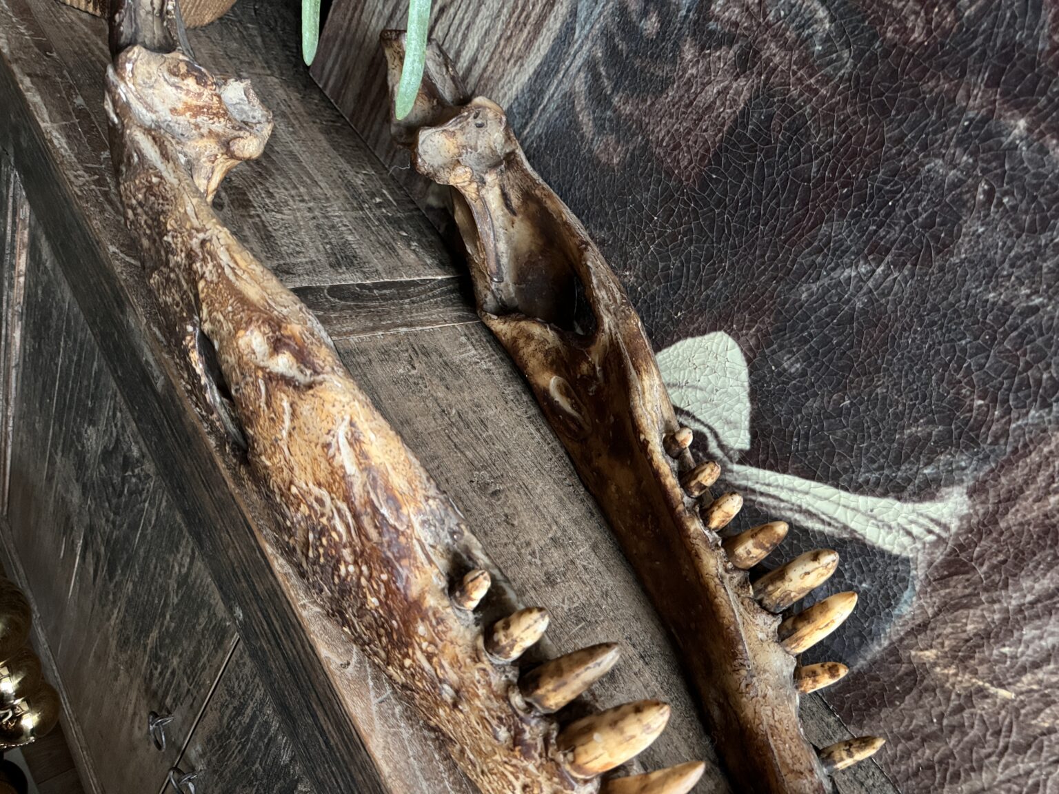 Replica saltwater crocodile (Crocodylus Porosus) - BEAST Interiors