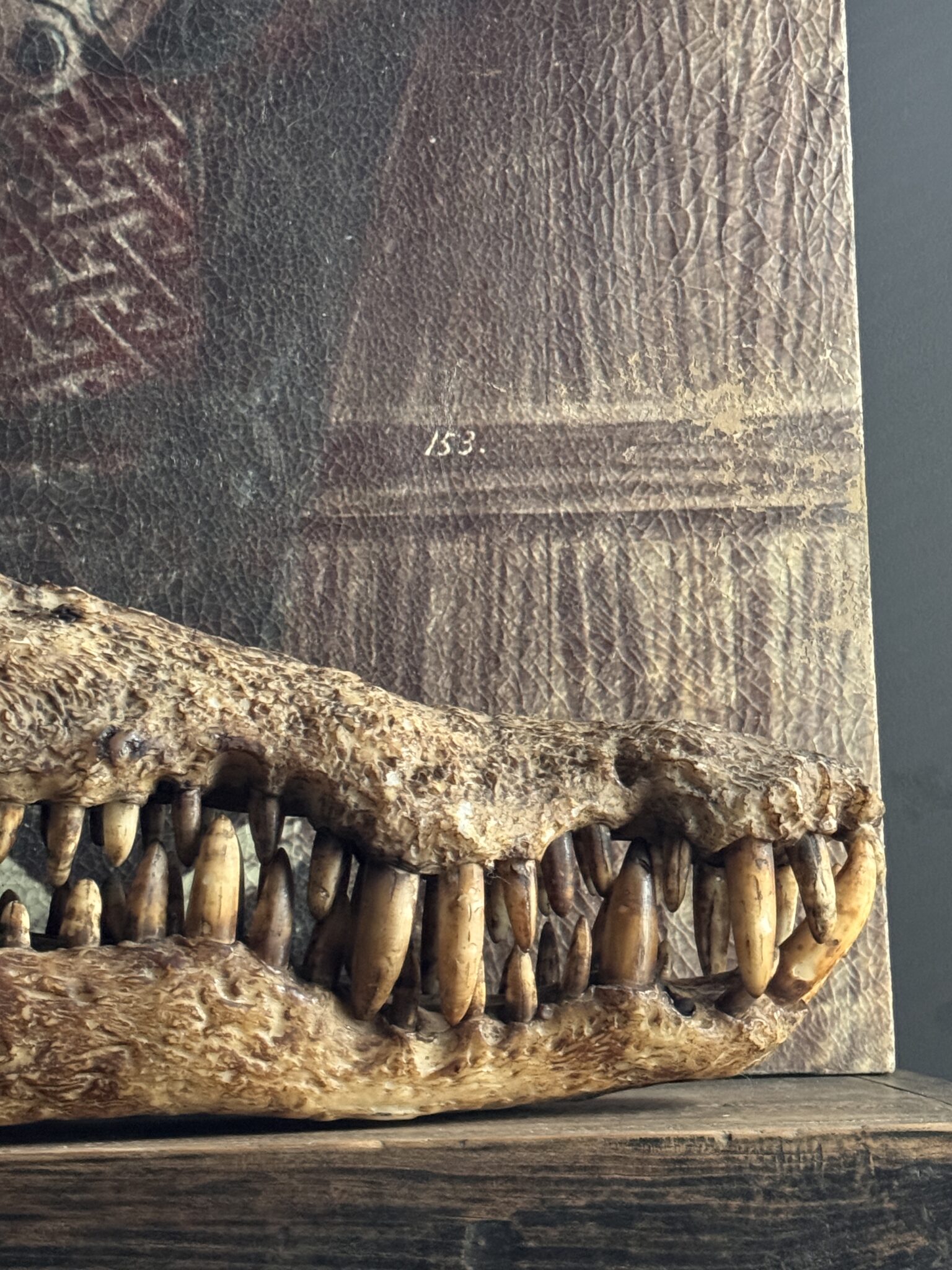 Replica saltwater crocodile (Crocodylus Porosus) - BEAST Interiors