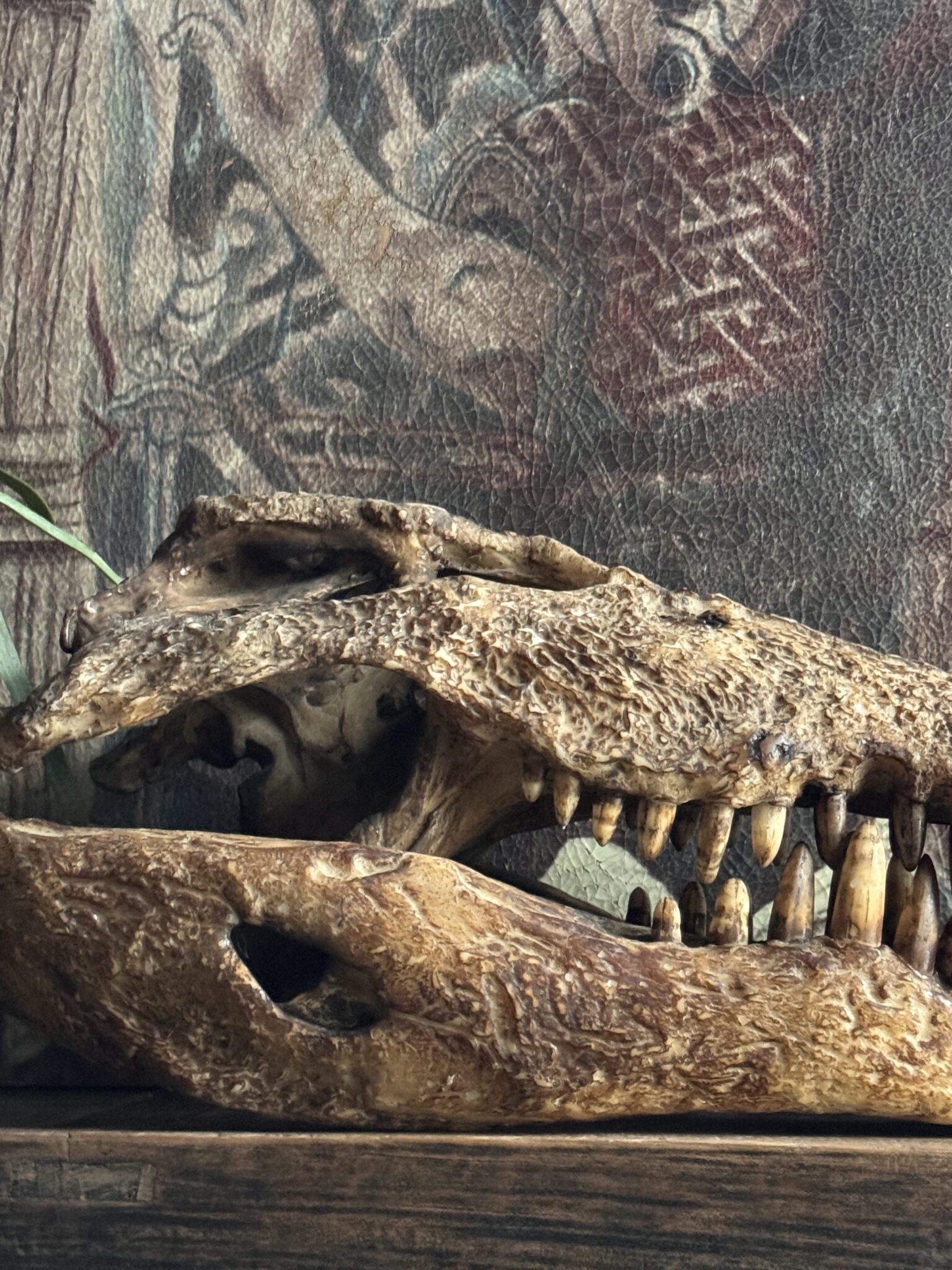 Replica saltwater crocodile (Crocodylus Porosus) - BEAST Interiors
