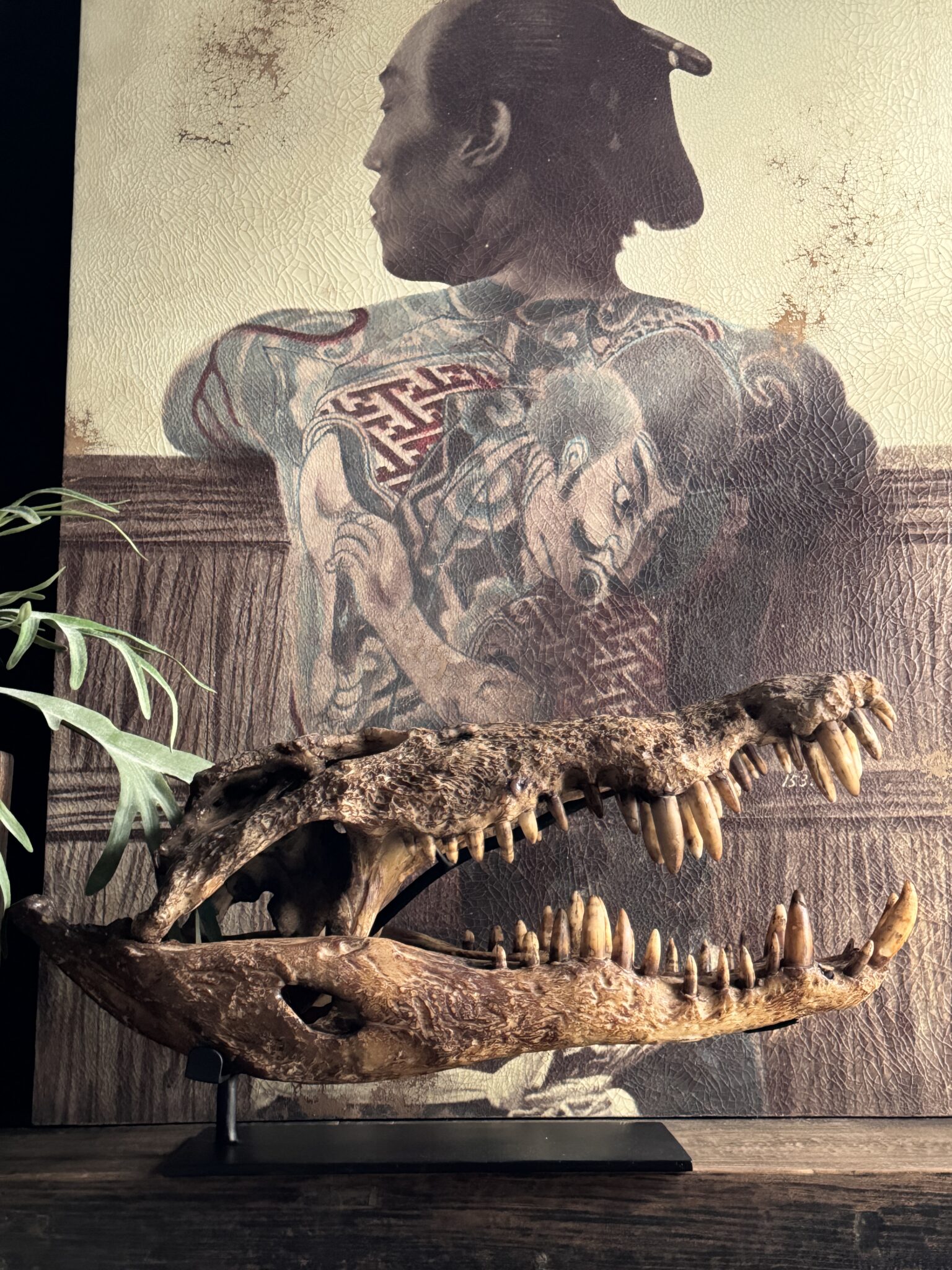 Replica saltwater crocodile (Crocodylus Porosus) - BEAST Interiors