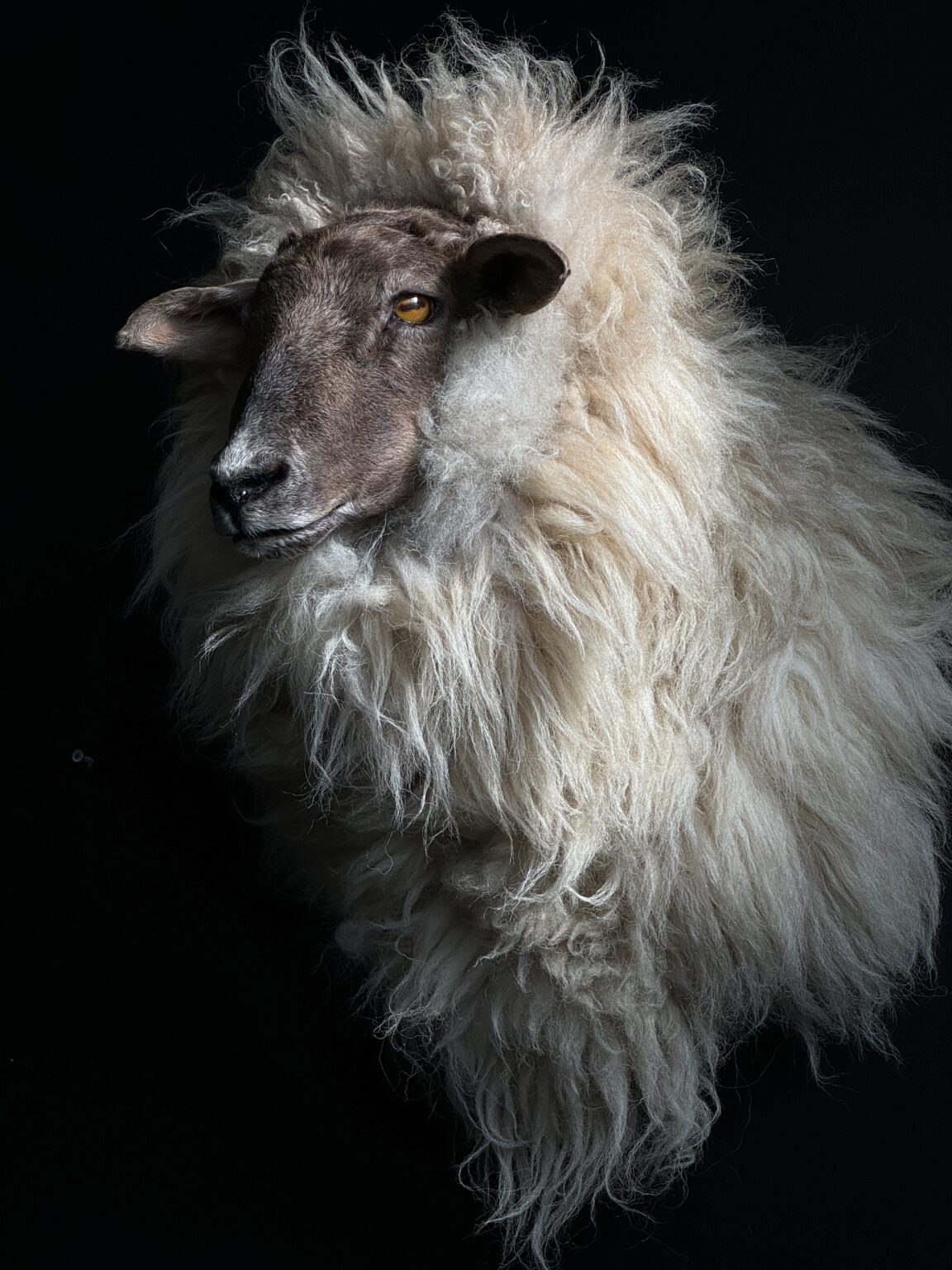 Mounted sheep (Schoonebeeker sheep) - BEAST Interiors