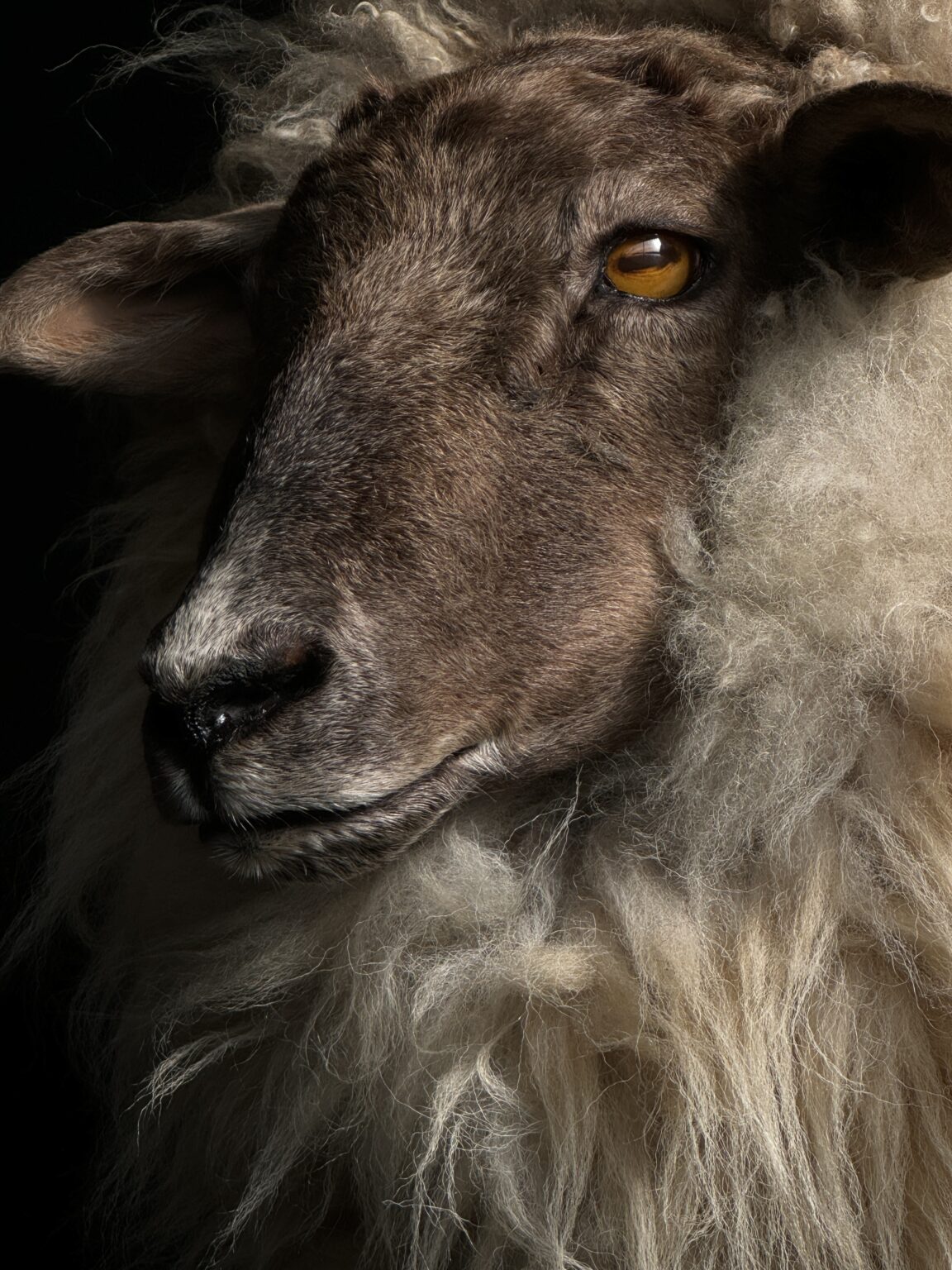 Mounted sheep (Schoonebeeker sheep) - BEAST Interiors