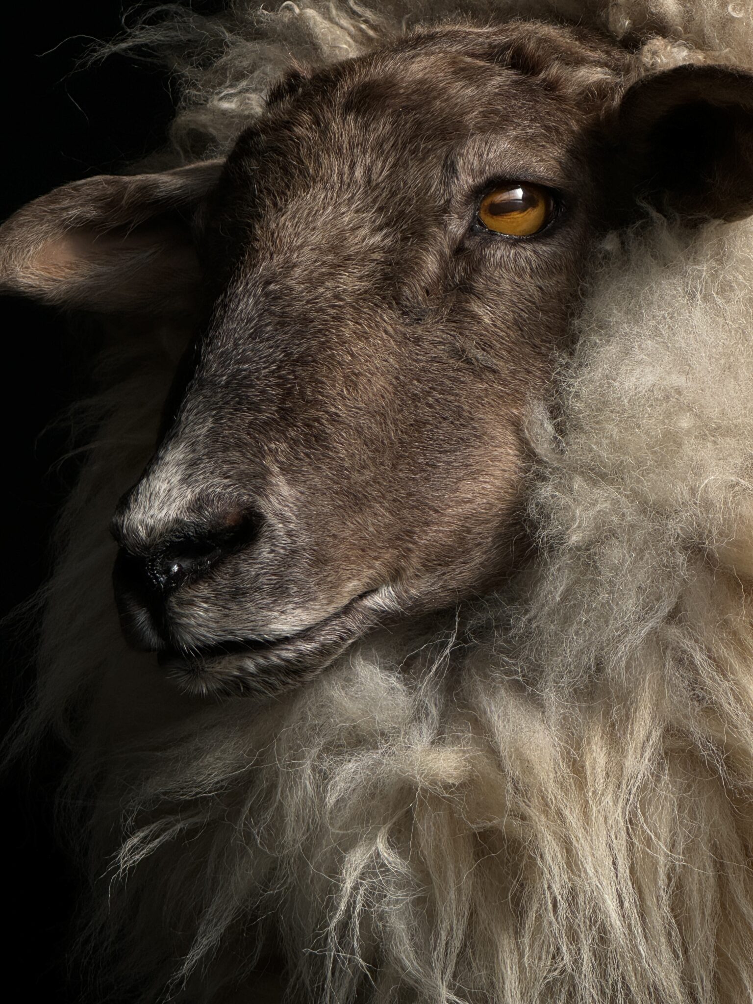 Mounted sheep (Schoonebeeker sheep) - BEAST Interiors