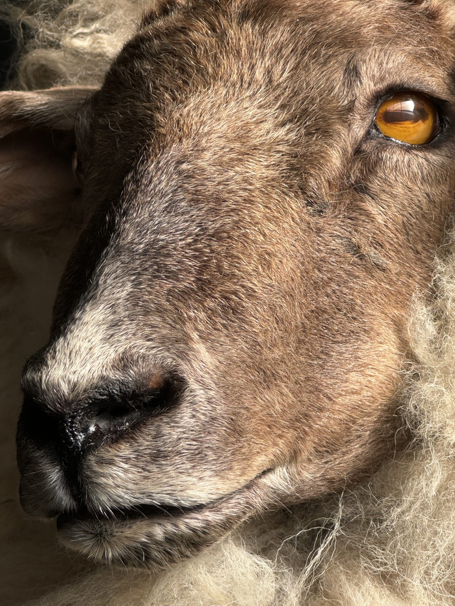 Mounted sheep (Schoonebeeker sheep) - BEAST Interiors