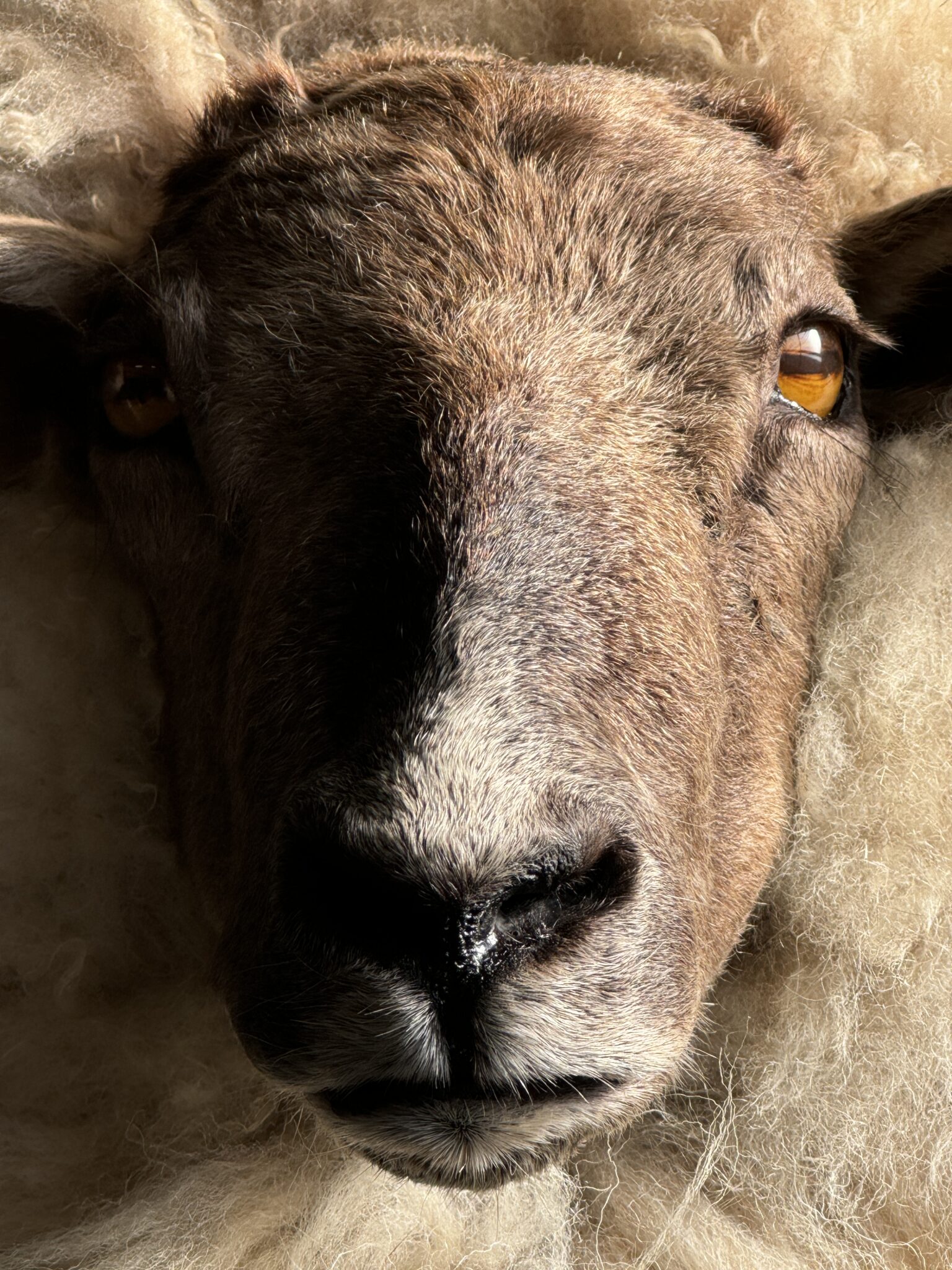 Mounted sheep (Schoonebeeker sheep) - BEAST Interiors