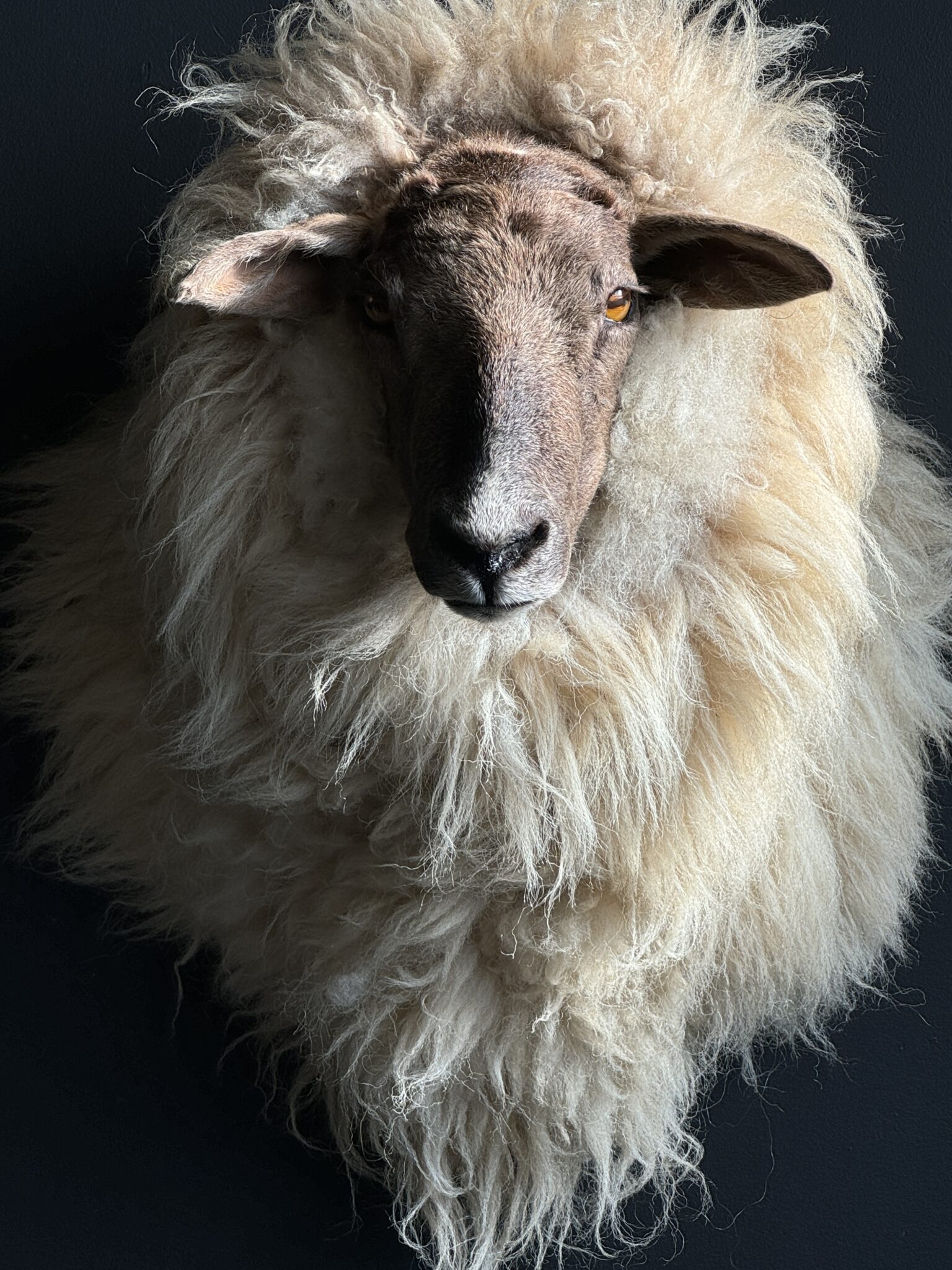 Mounted sheep (Schoonebeeker sheep) - BEAST Interiors