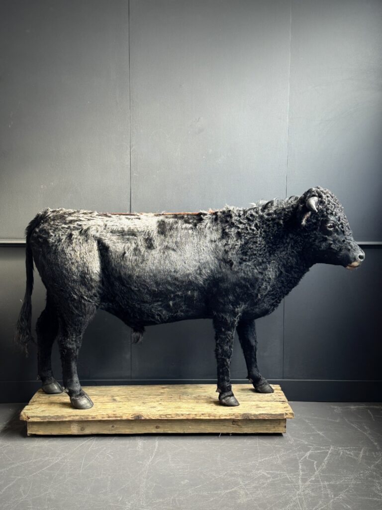 Opgezet dier kopen | Taxidermie