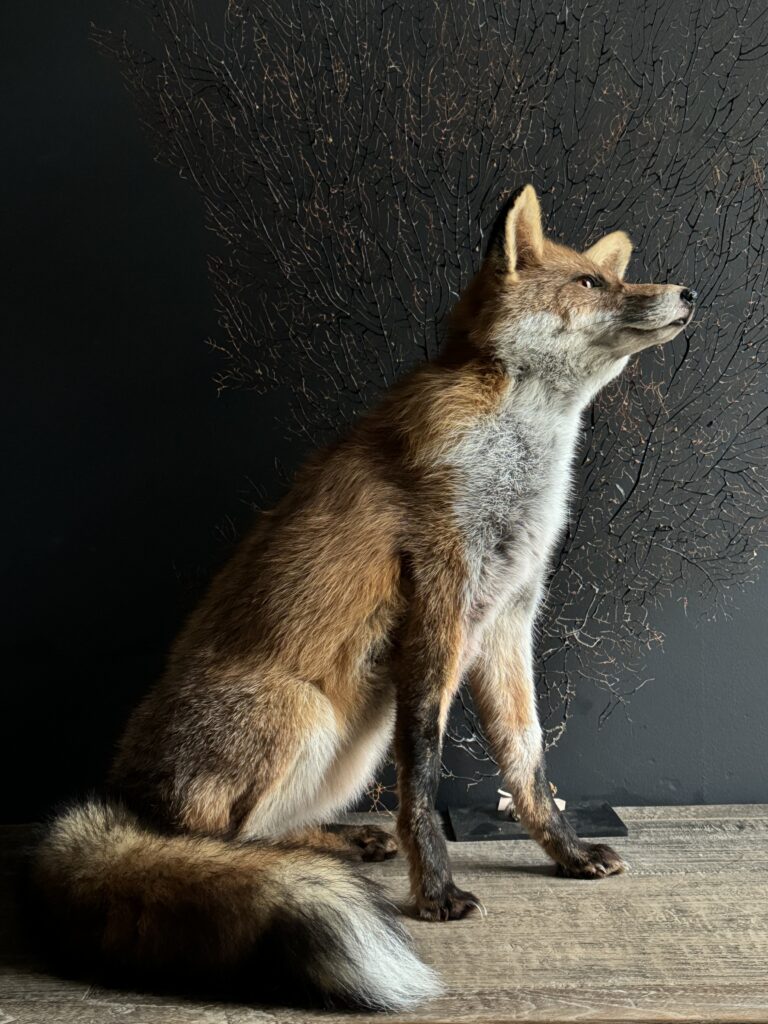 Mounted fox - BEAST Interiors