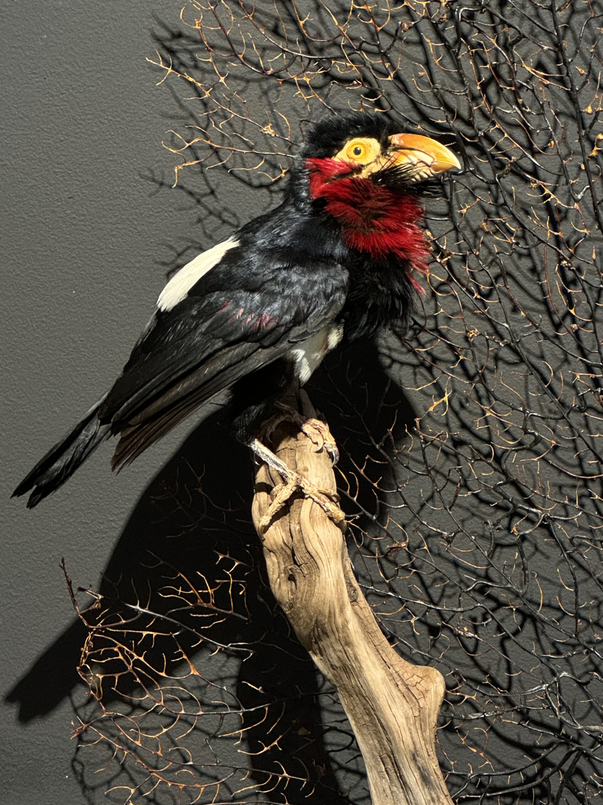 Mounted Black-banded Bearded Bird - BEAST Interiors